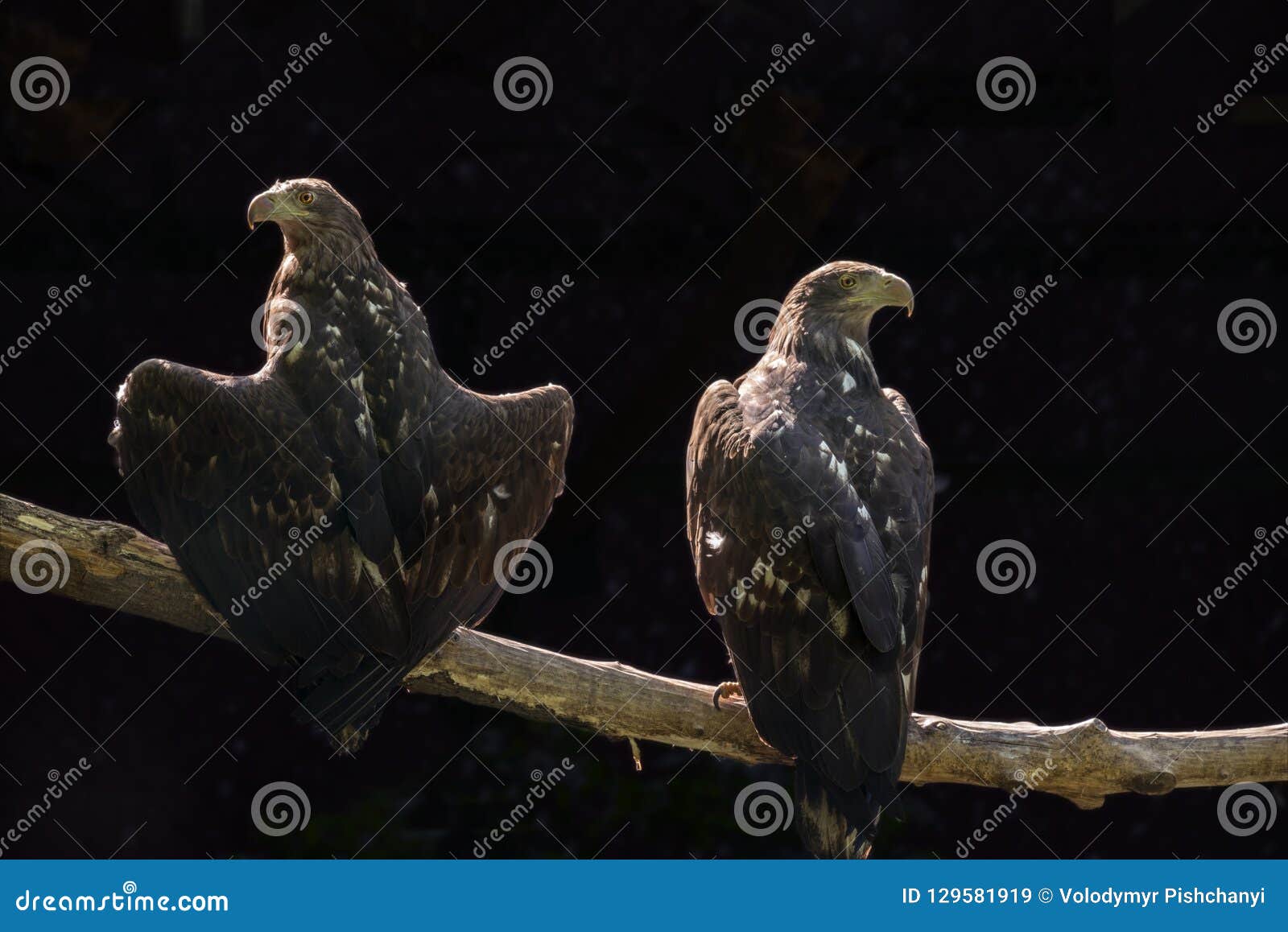 Two Eagles are Sitting on a Tree Branch on a Dark Background Stock ...