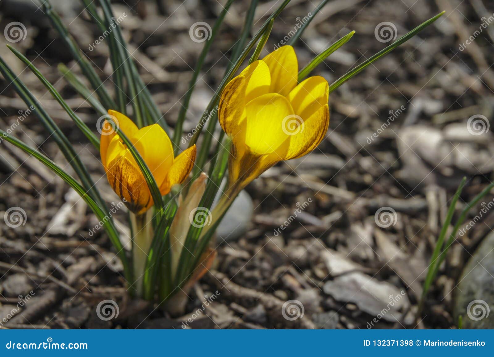 Two Early Crocuses Golden Yellow Under the Tree. Stock Photo - Image of ...