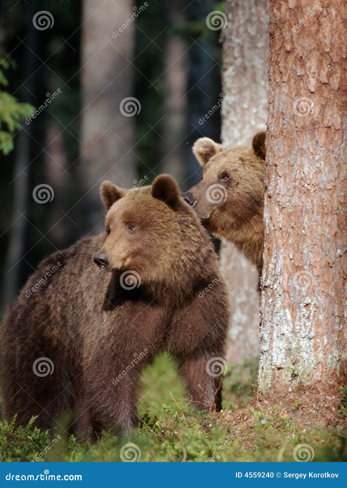 Two ears stock photo. Image of safari, outdoor, predator - 4559240