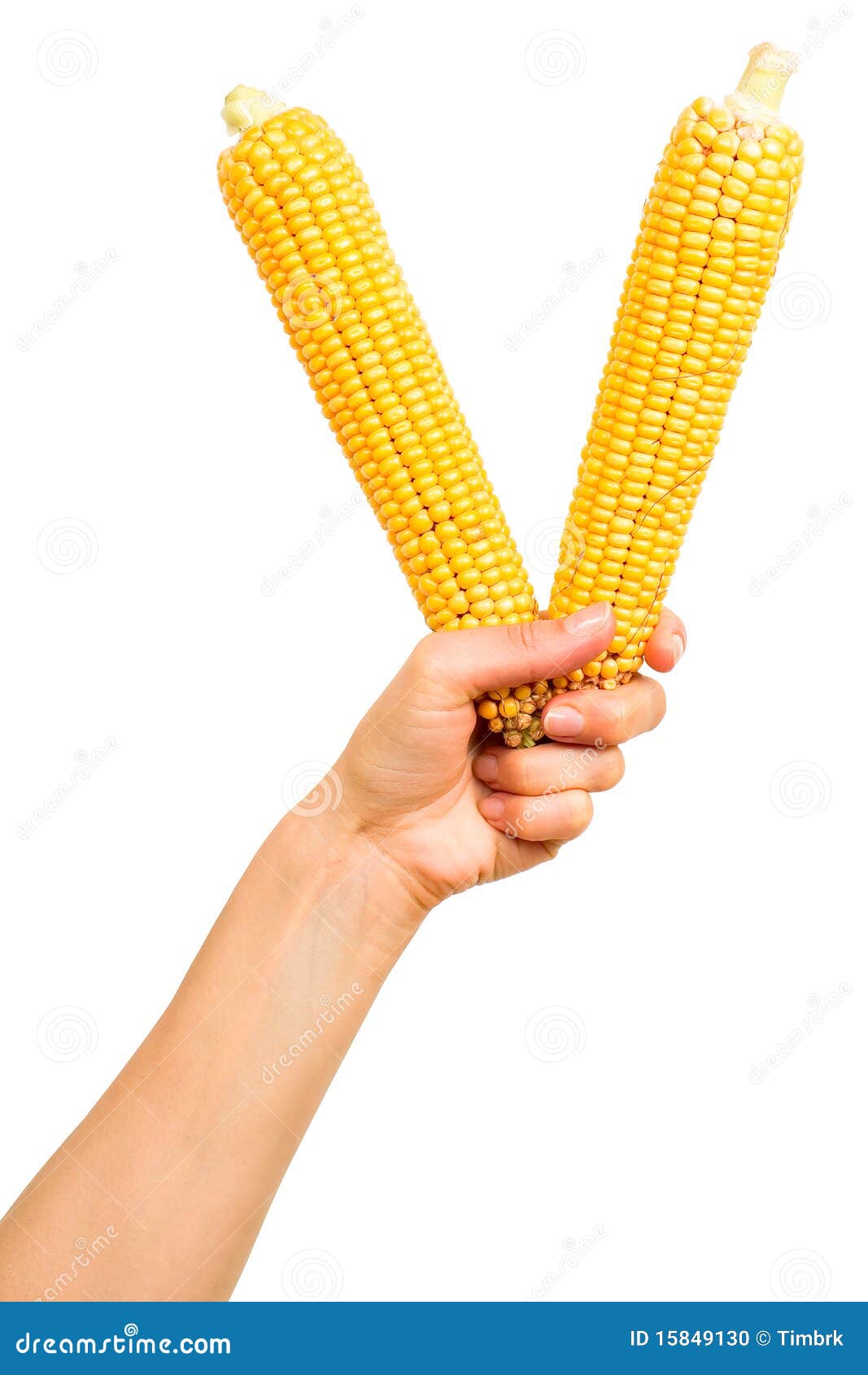 Two ears of corn stock photo. Image of crop, food, cereal - 15849130