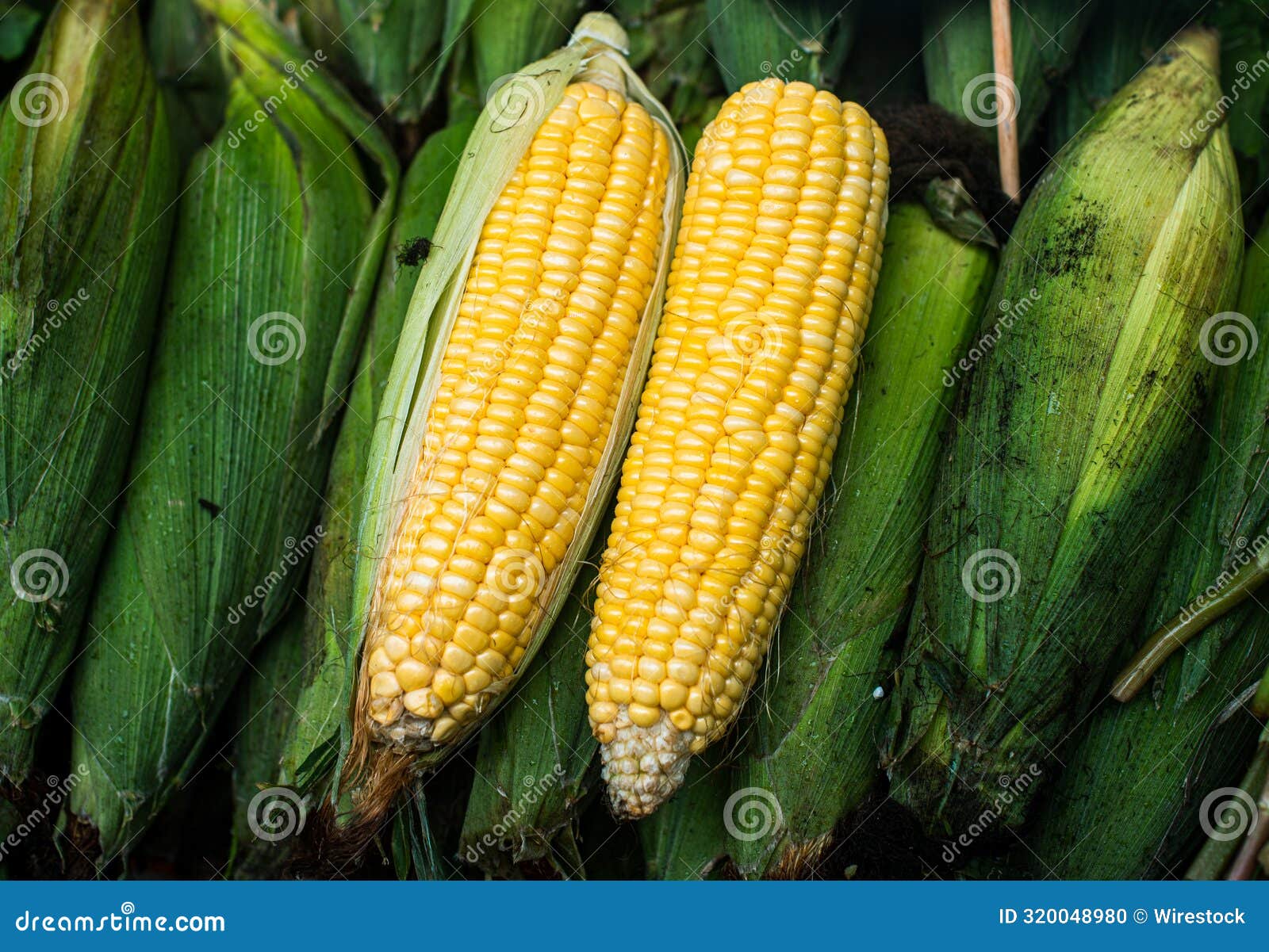 Two Corns are Shown on a Display in a Market Stock Photo - Image of ...