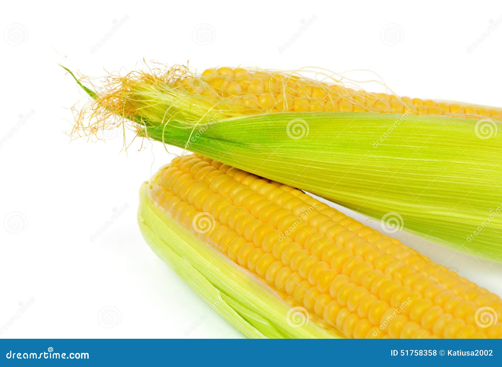 Two Ears of Corn Isolated on White Stock Photo - Image of husk, closeup ...