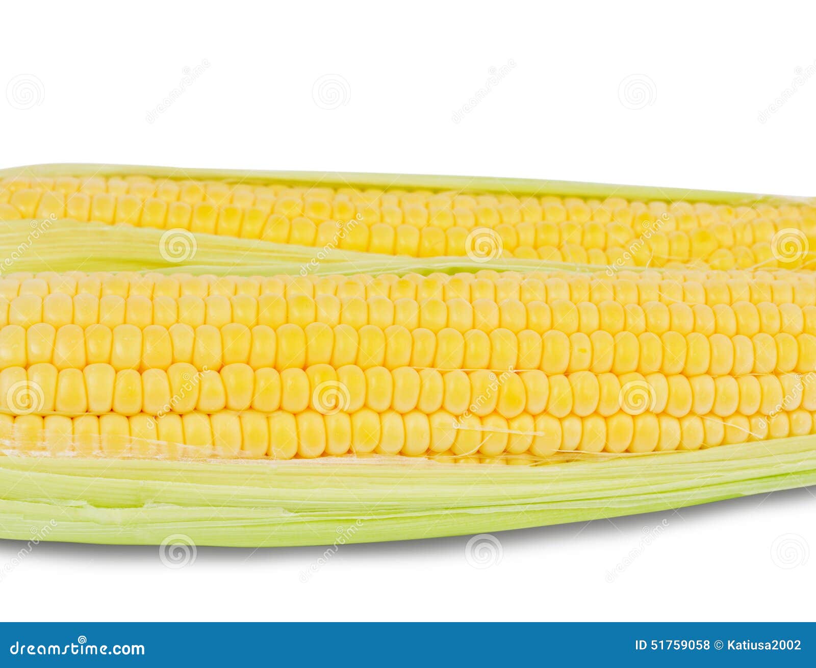 Two Ears of Corn Isolated on White Stock Photo - Image of closeup ...
