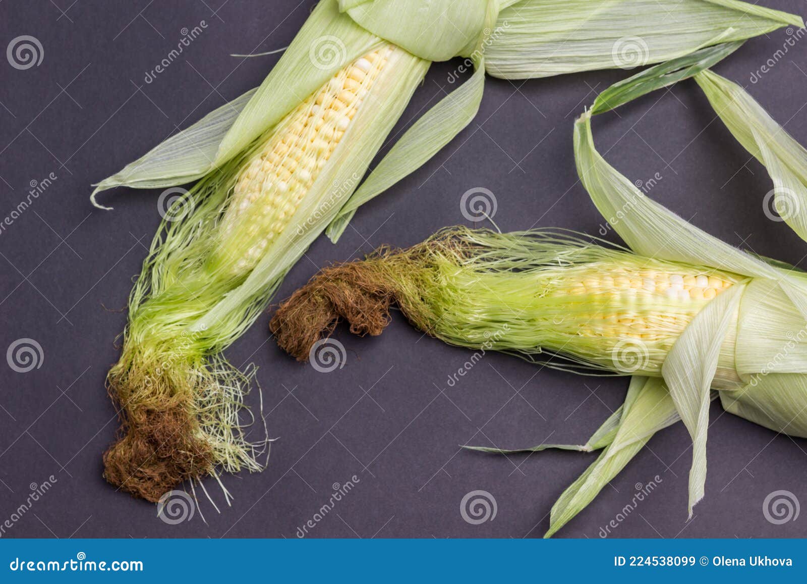 Two Ears of Corn with Leaves and Silky Threads Stock Image - Image of ...