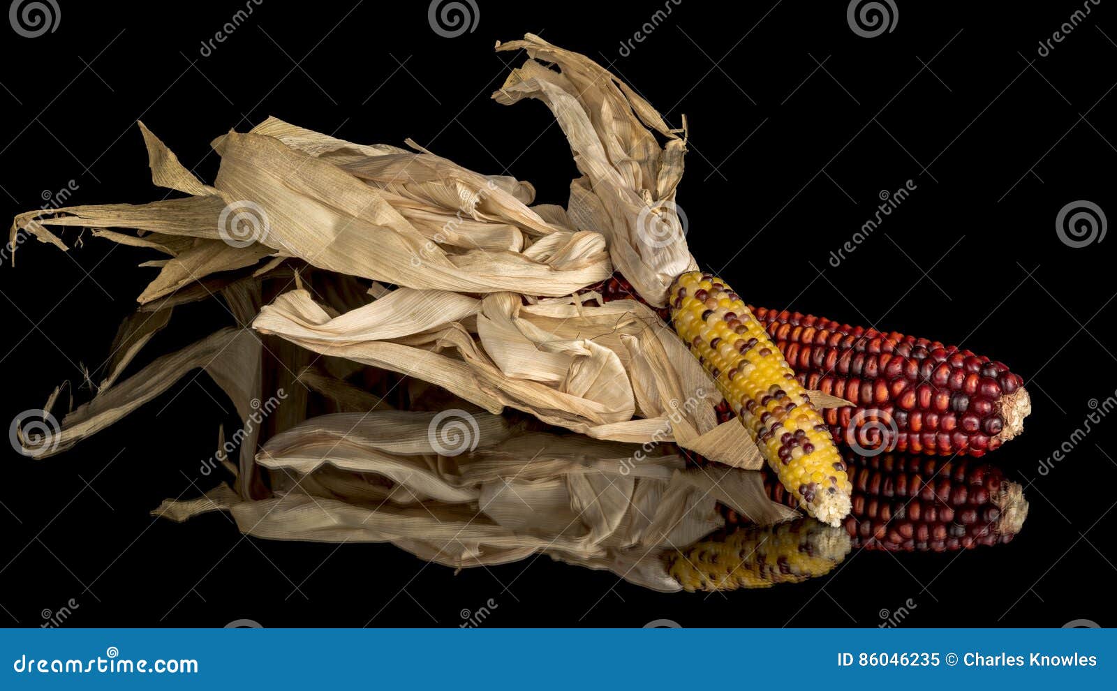 Two Ears of Indian Corn on Display Stock Image - Image of vegetable ...