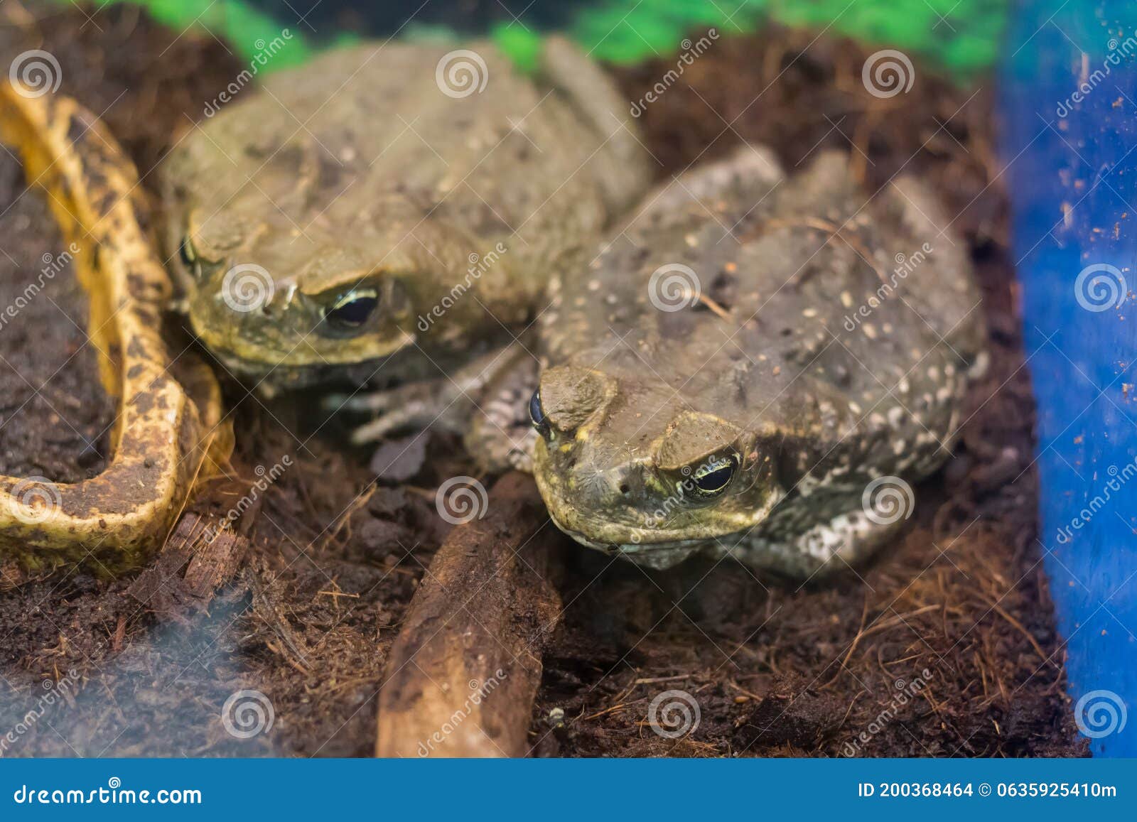 Two Earthen Toads in a Terrarium Stock Photo - Image of spring, earthen ...