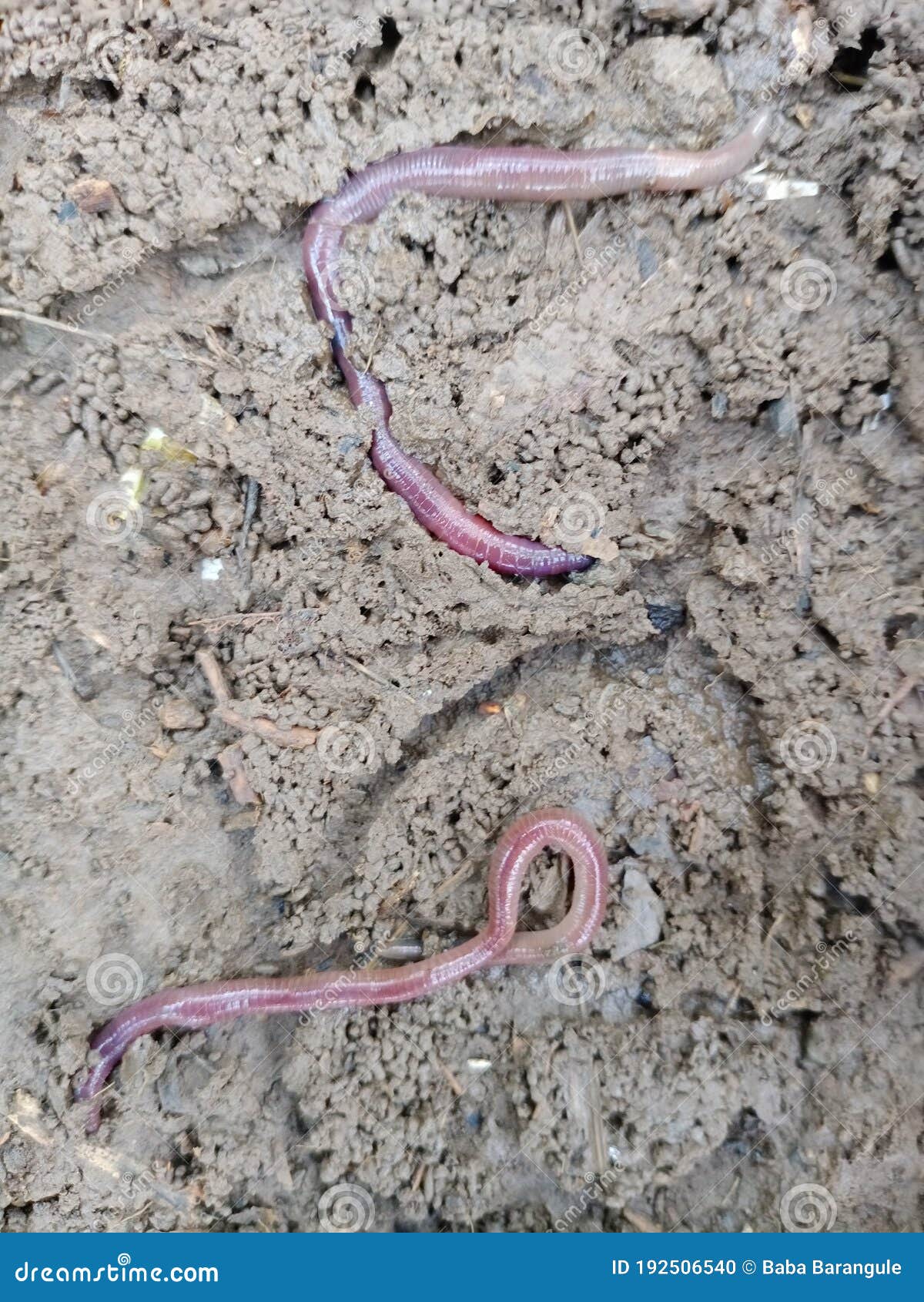 Two Earthworms are Seen in the Mud Stock Photo - Image of insects ...