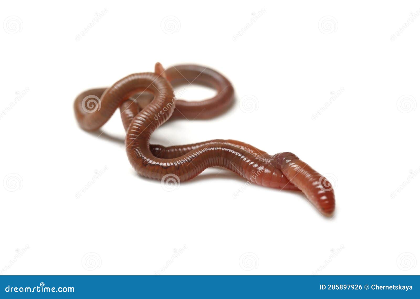 Two Earthworms on White Background. Terrestrial Invertebrates Stock ...