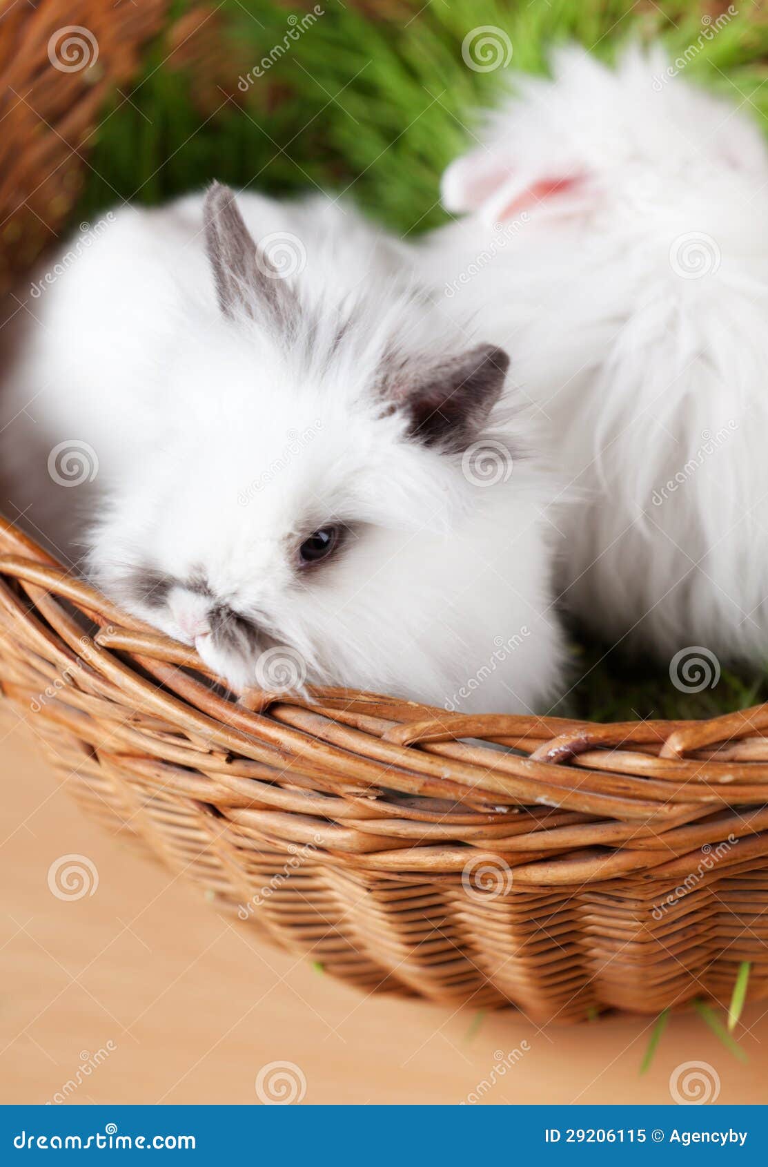 Two Easter Bunnies are in the Basket Stock Image - Image of celebrate ...