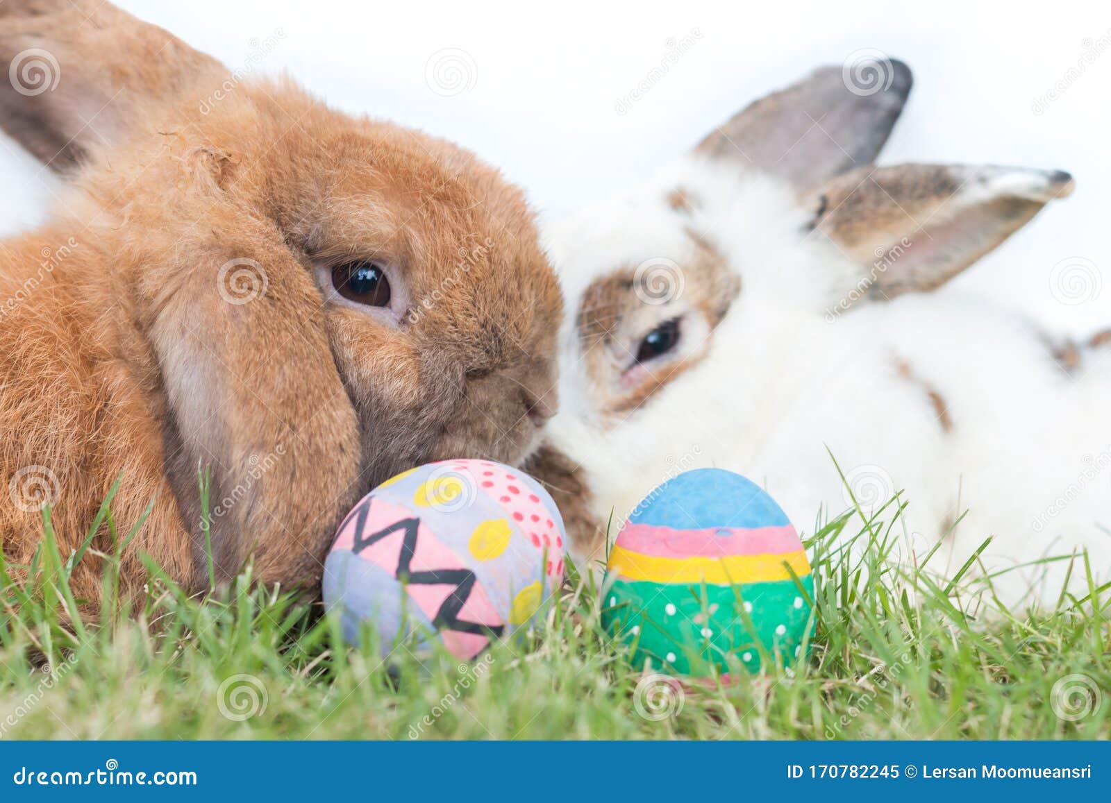 Two Easter Bunny and Easter Eggs on Green Grass Stock Image - Image of ...