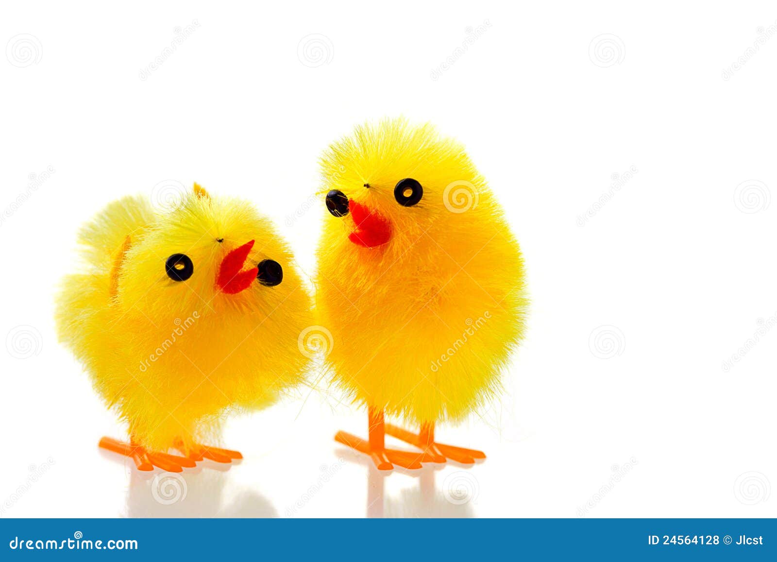 Two Easter Chicks on White with Reflection. Stock Photo - Image of ...