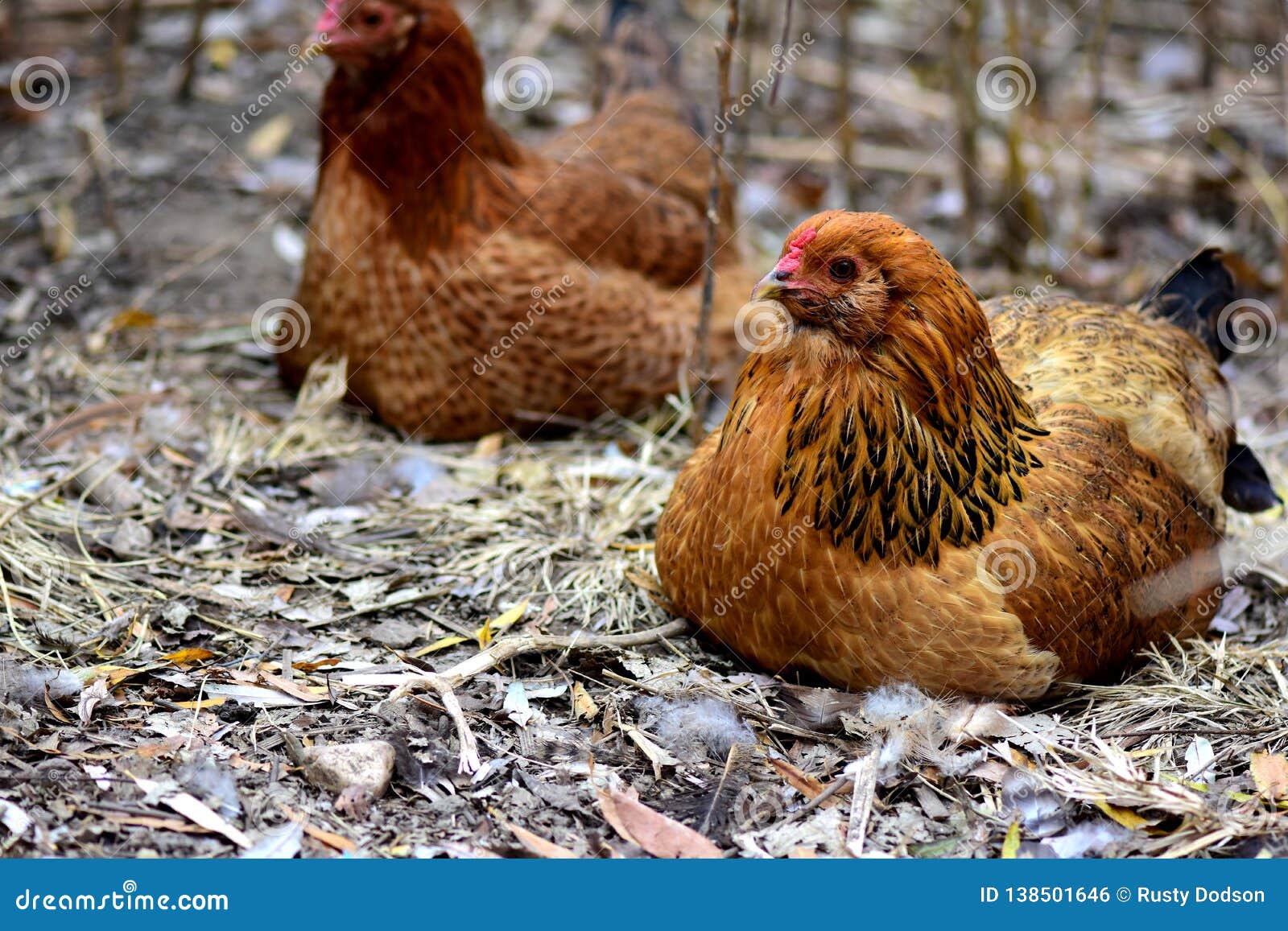 Hens at Rest stock photo. Image of domestic, couple - 138501646