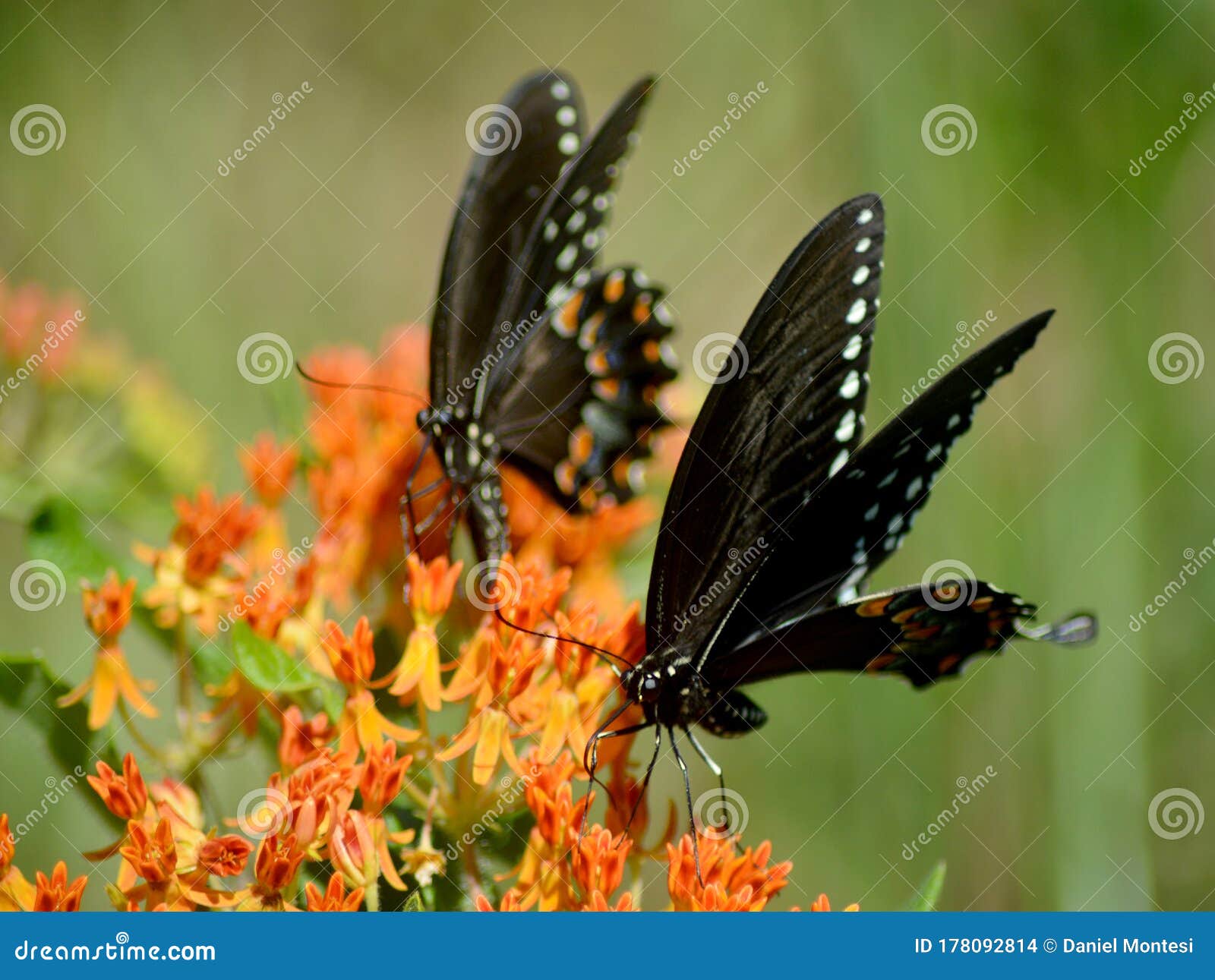 Two Eastern Black Swallowtails Sharing a Meal Stock Photo - Image of ...