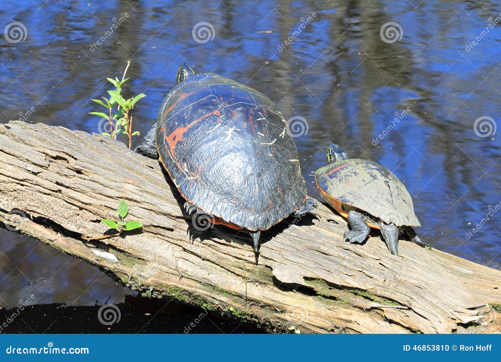 Two Eastern Painted Turtles on a Log Stock Photo - Image of turtles ...