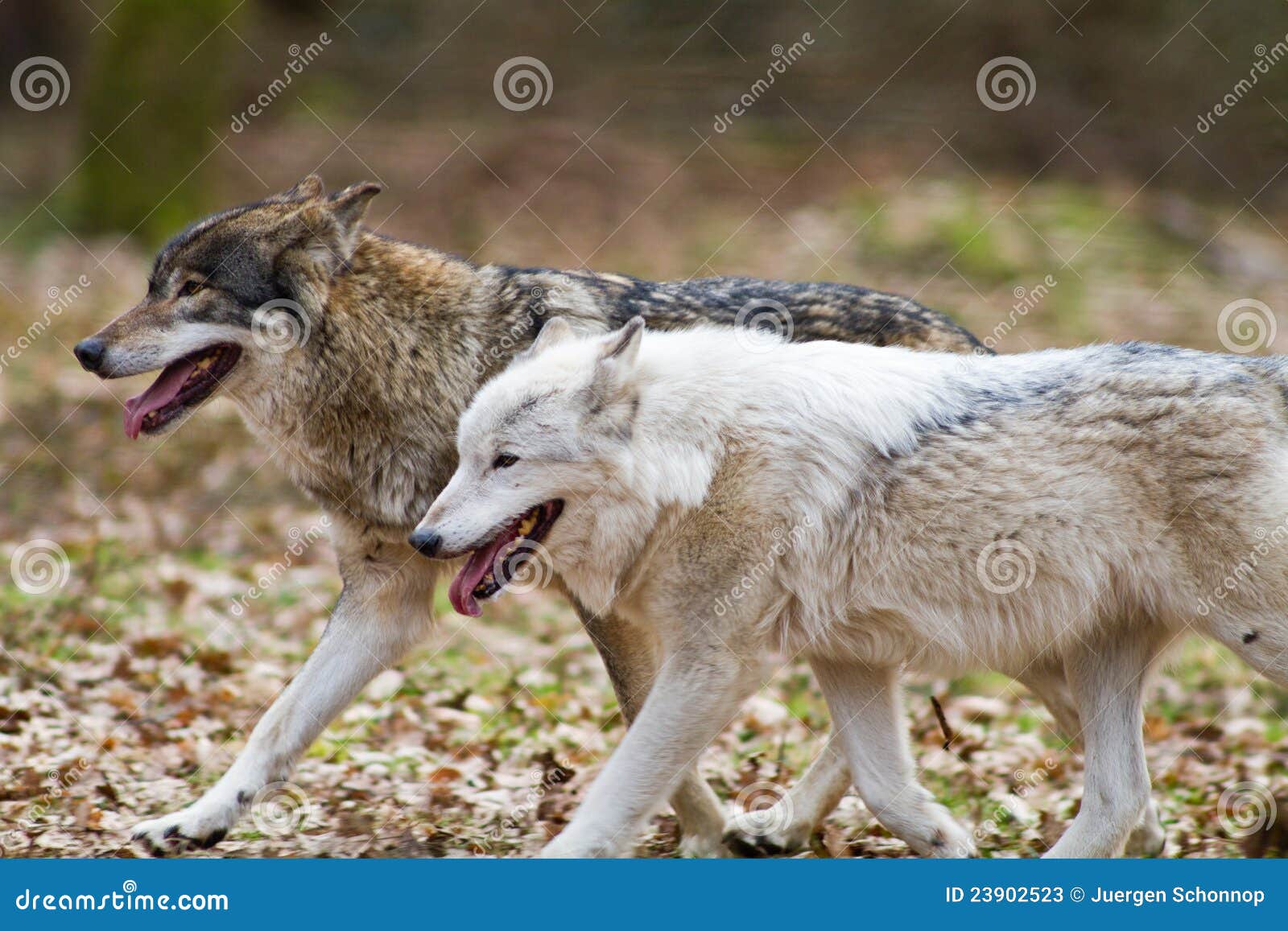 Two eastern wolves stock image. Image of mammal, female - 23902523