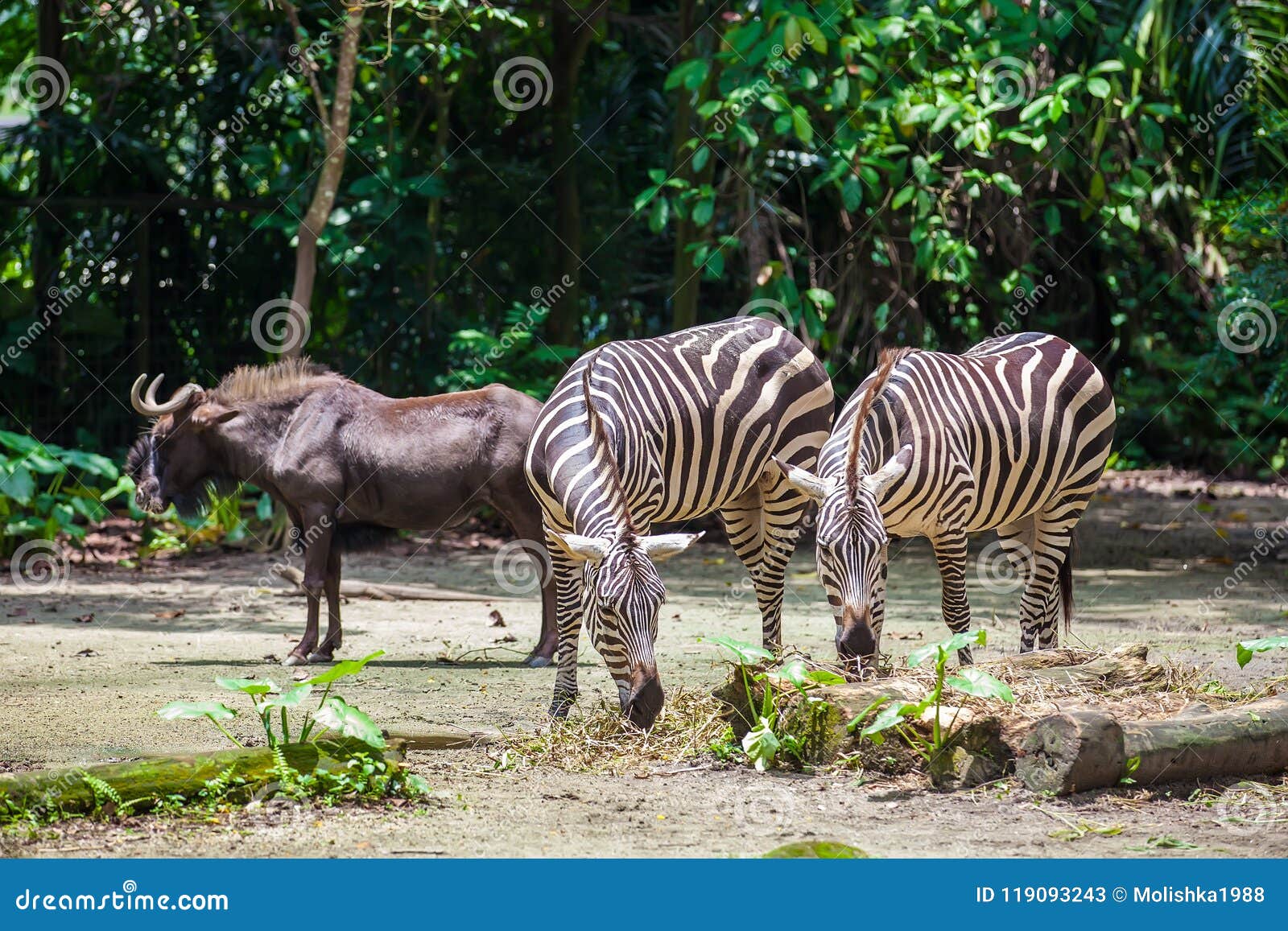 Two Eating Zebras and One Standing Antilope Gnu Stock Image - Image of ... Two Eating Zebras and One Standing Antilope Gnu Stock Image - Image of ...