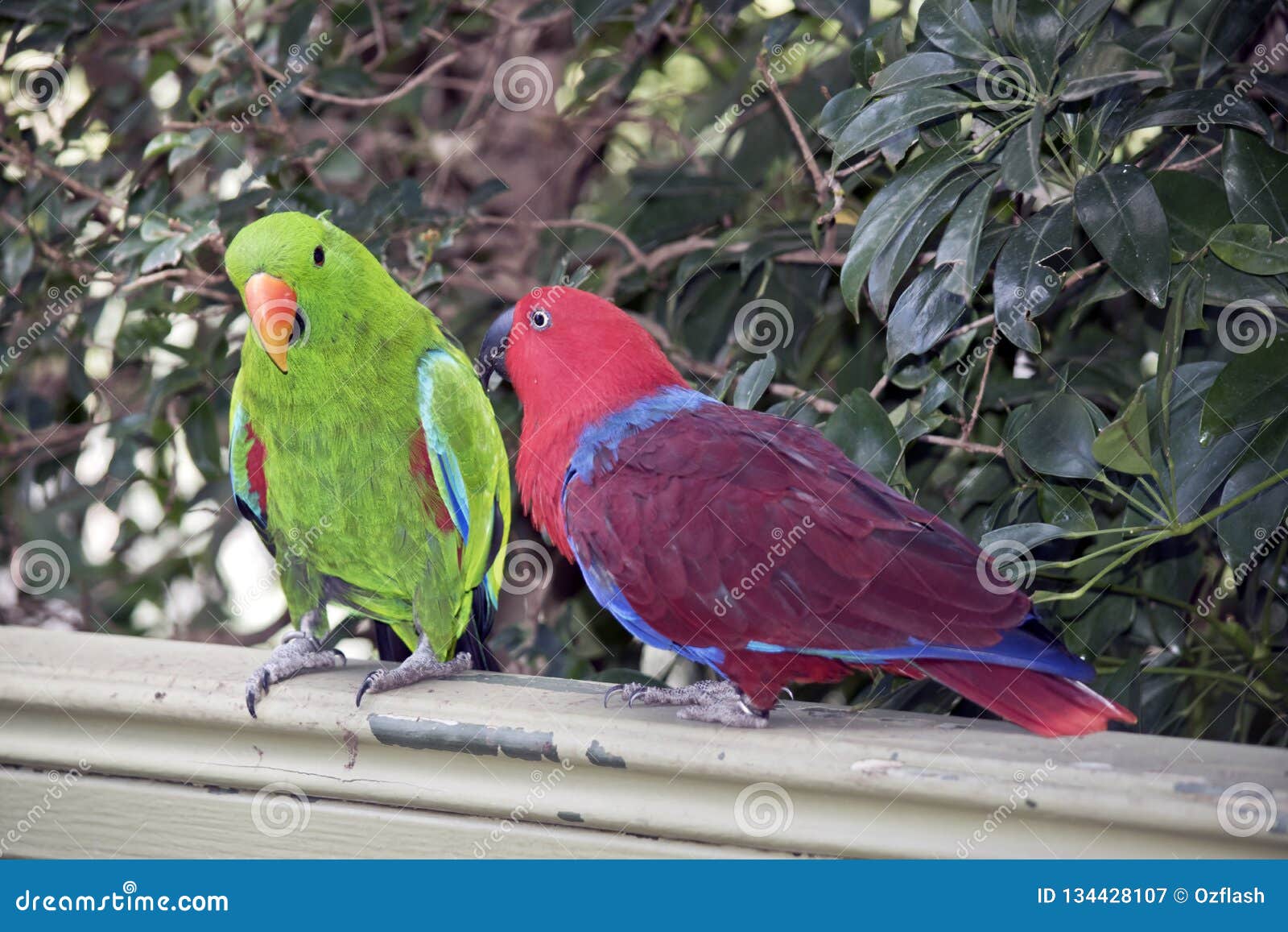 Eclectus Parrots Displaying Their Vibrant Colors In A Tree Royalty-Free ...