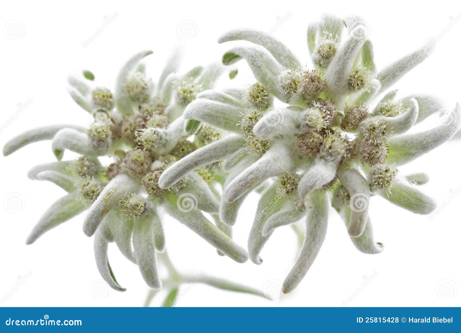 Blooming Edelweiss Flower Stock Photo | CartoonDealer.com #25870686