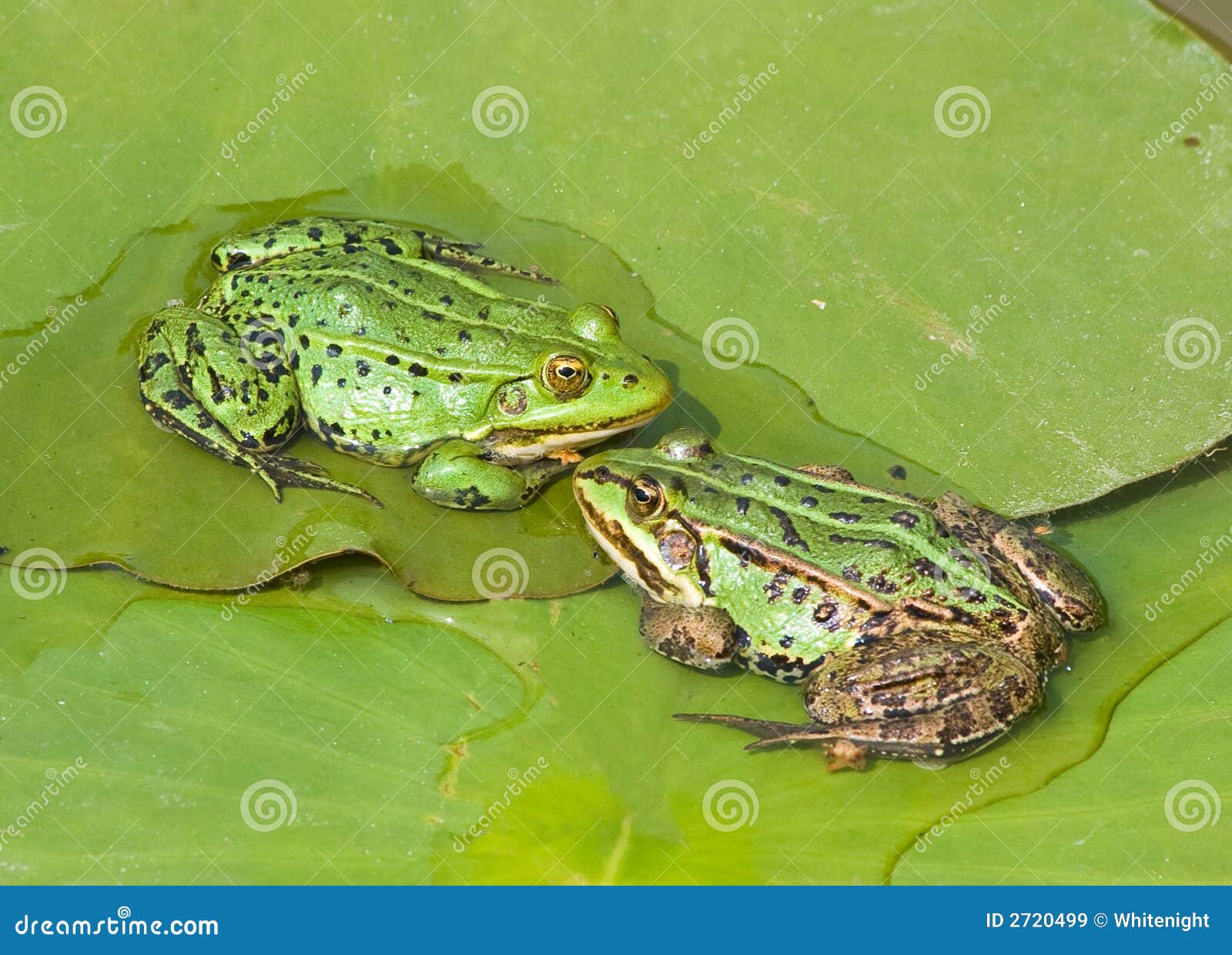 Two edible frogs stock image. Image of reptile, pond, water - 2720499