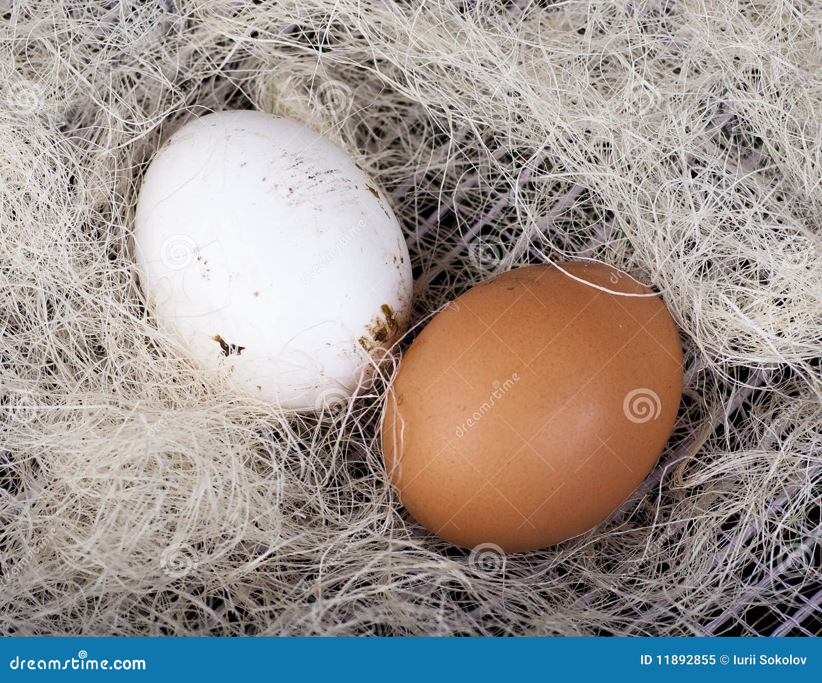Two eggs stock image. Image of color, nest, close, nature - 11892855
