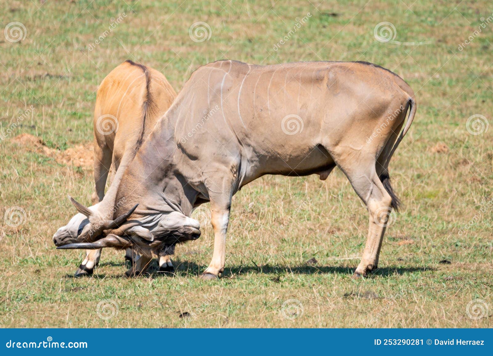 Two Eland Antelope Fighting. Stock Image - Image of mammal, reserve ...