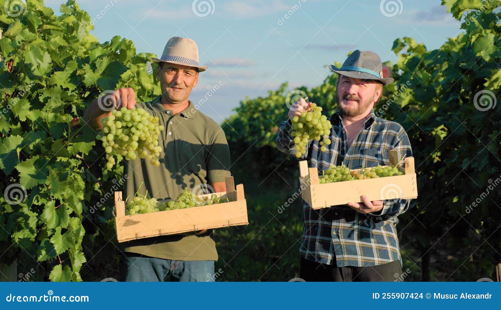 Two Elderly Farmer Winemaker Stand with Box Full of White Grape One ...