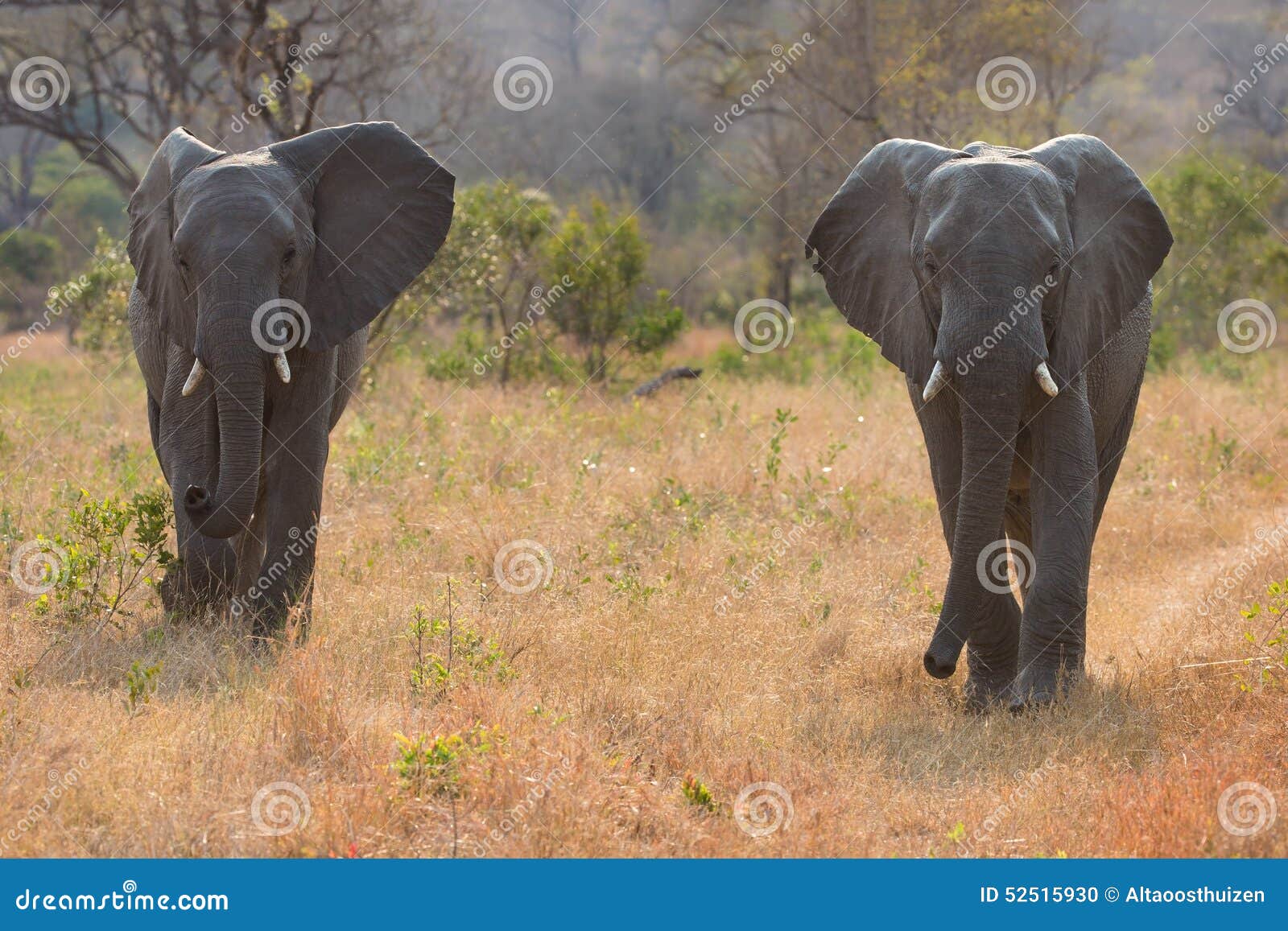 Two Elephant Bulls Walking through Bush Stock Photo - Image of ...