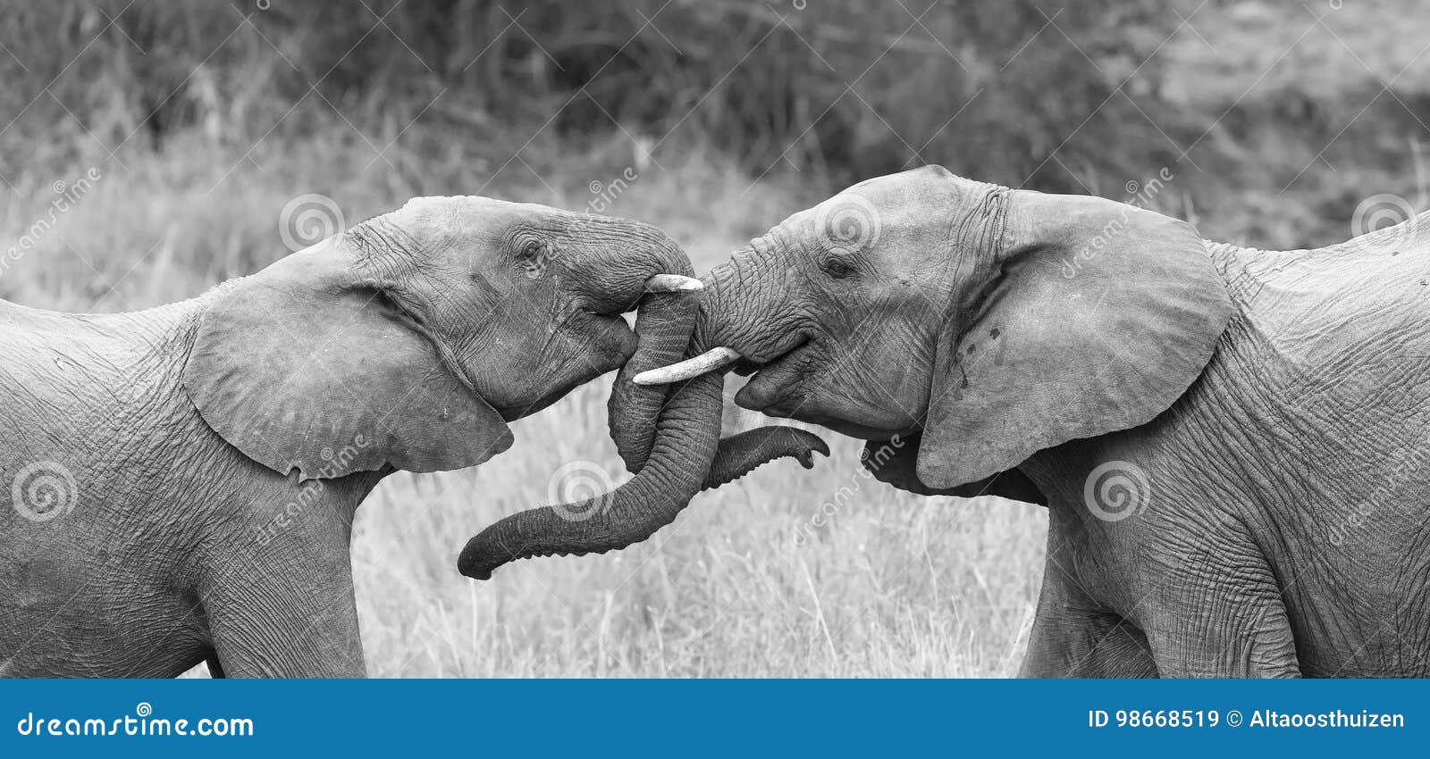 Two Elephant Greet Affectionate with Curling and Touching Trunks Stock ...