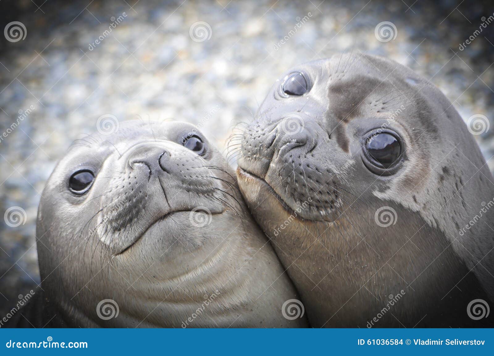 Two Elephant Seals stock photo. Image of elephantseals - 61036584