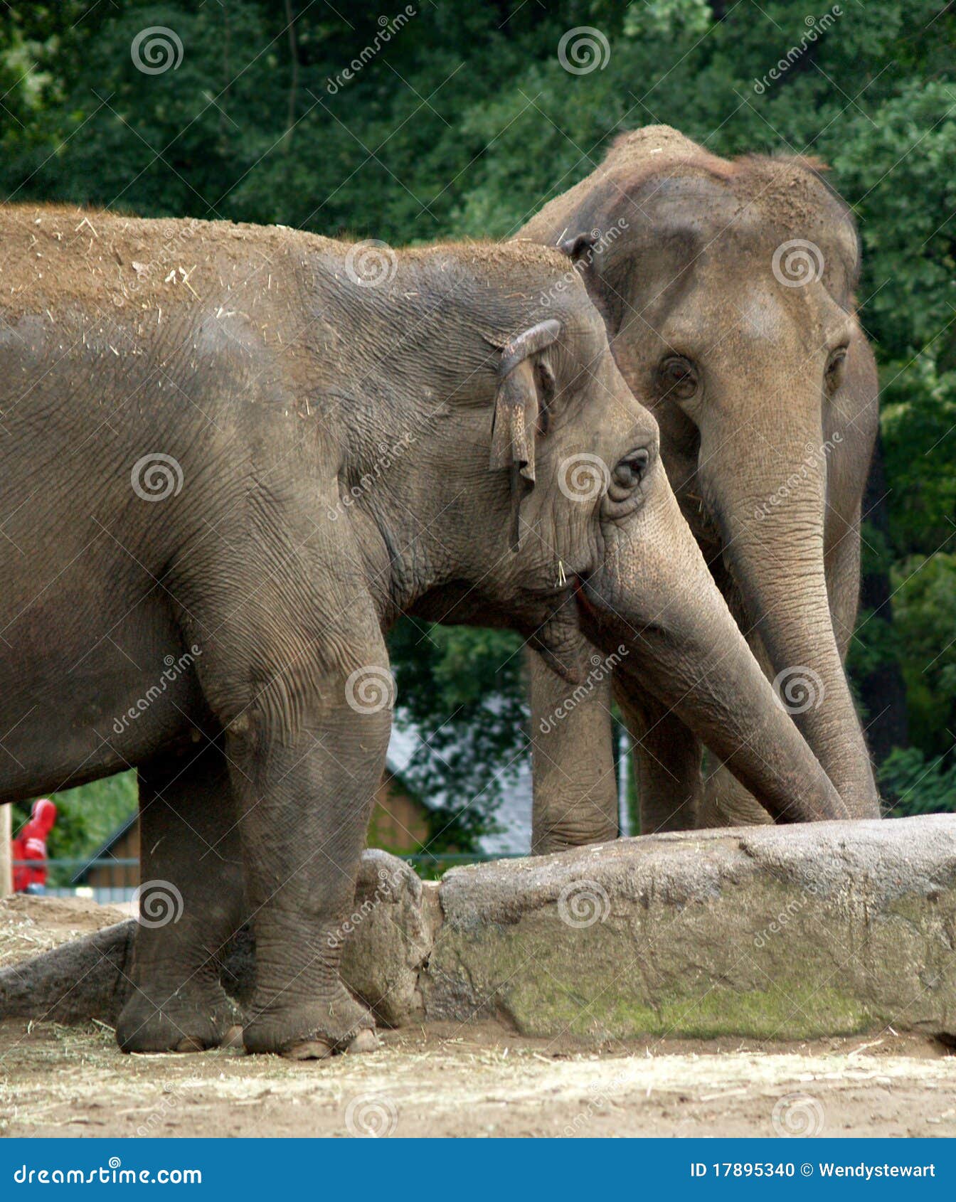 Two elephant trunk stock photo. Image of landscape, elephas - 17895340