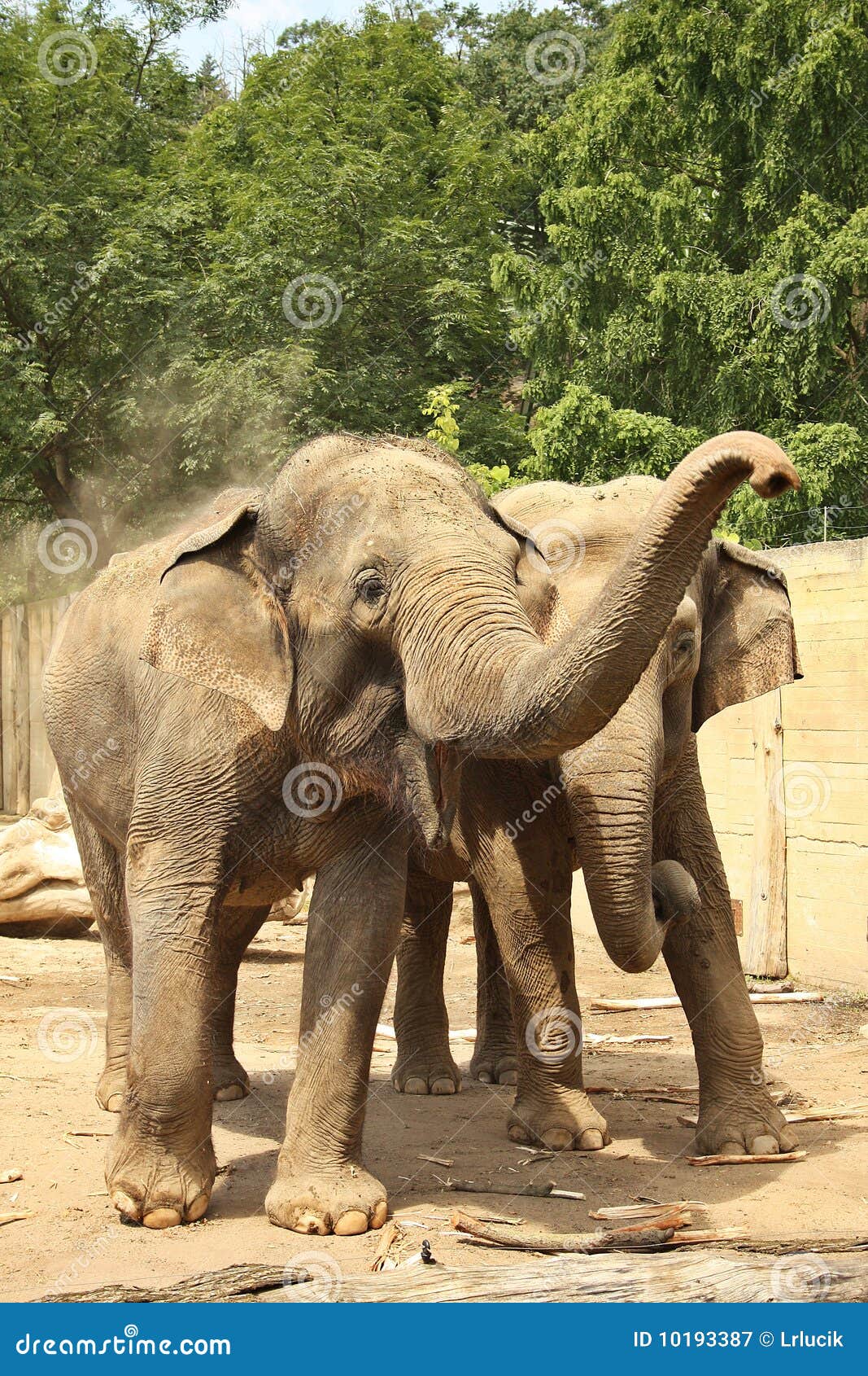 Two elephants stock image. Image of elephants, trunk - 10193387