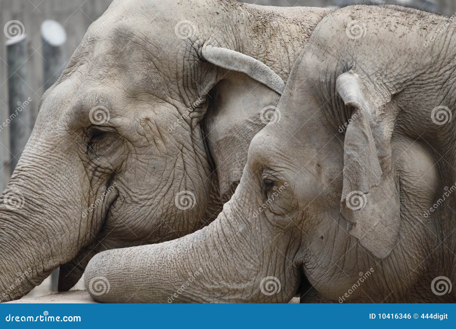 Two elephants stock photo. Image of dust, elephant, head - 10416346
