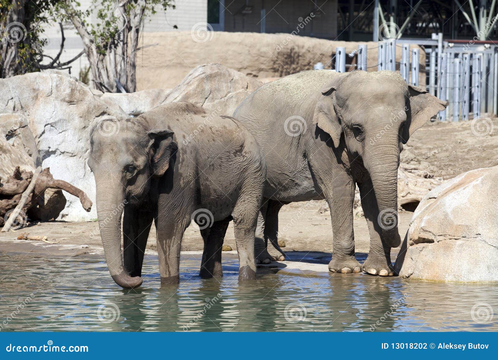 Two elephants stock photo. Image of animal, young, heavy - 13018202