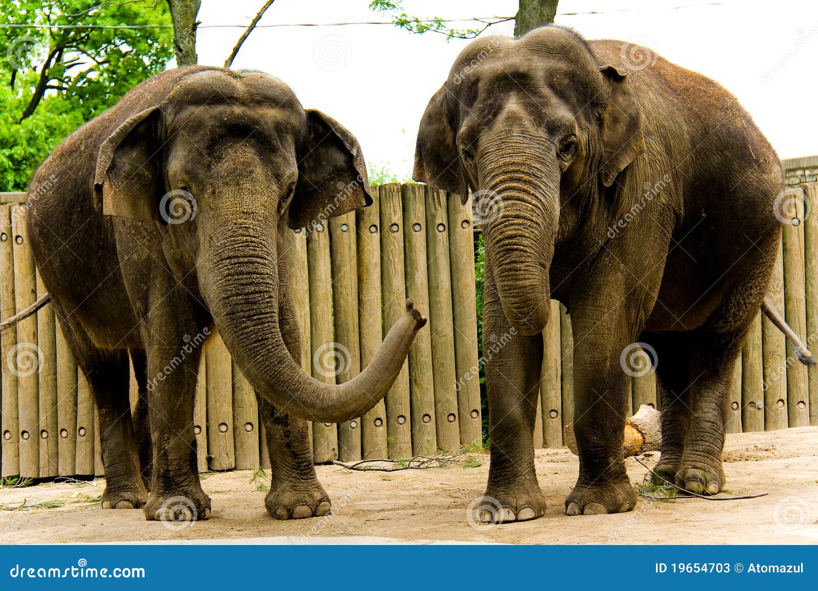 Two Elephants stock image. Image of buffalo, elephants - 19654703