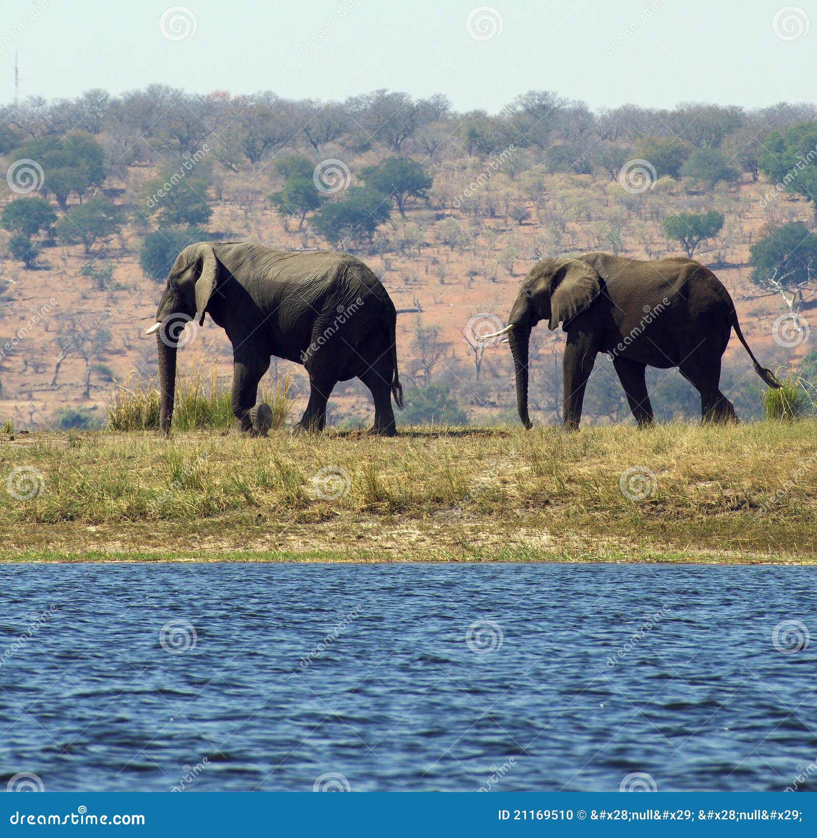 Two Elephants stock photo. Image of wildlife, natural - 21169510