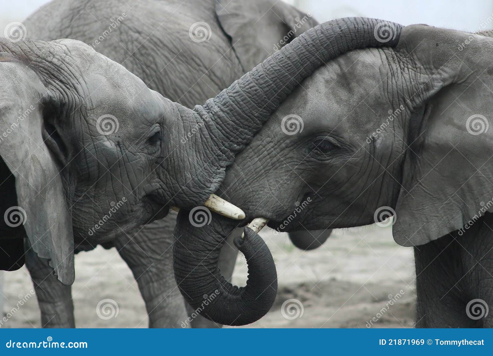 Two Elephants stock image. Image of battle, aggression - 21871969