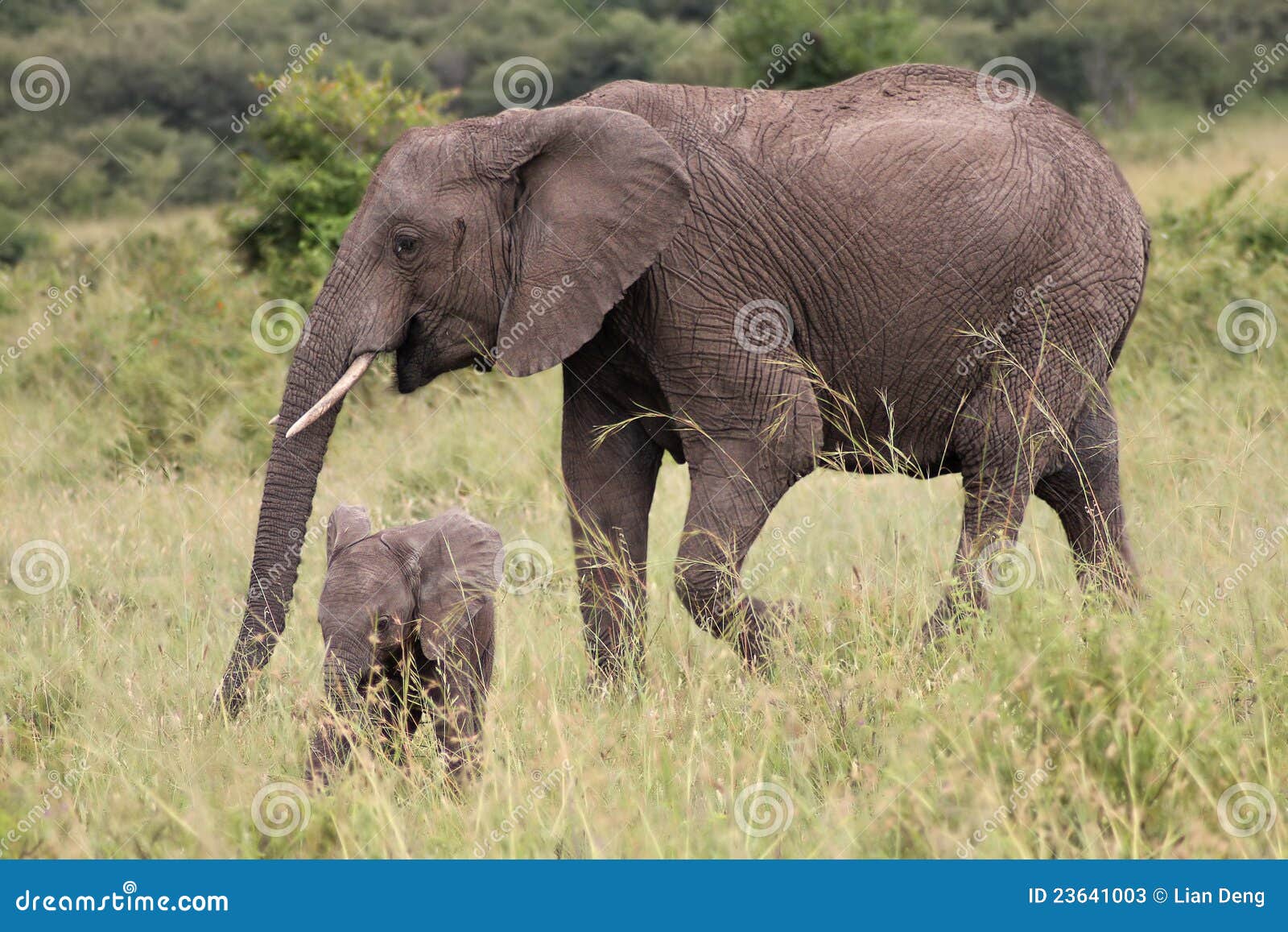 Two Elephants stock image. Image of body, care, africa - 23641003