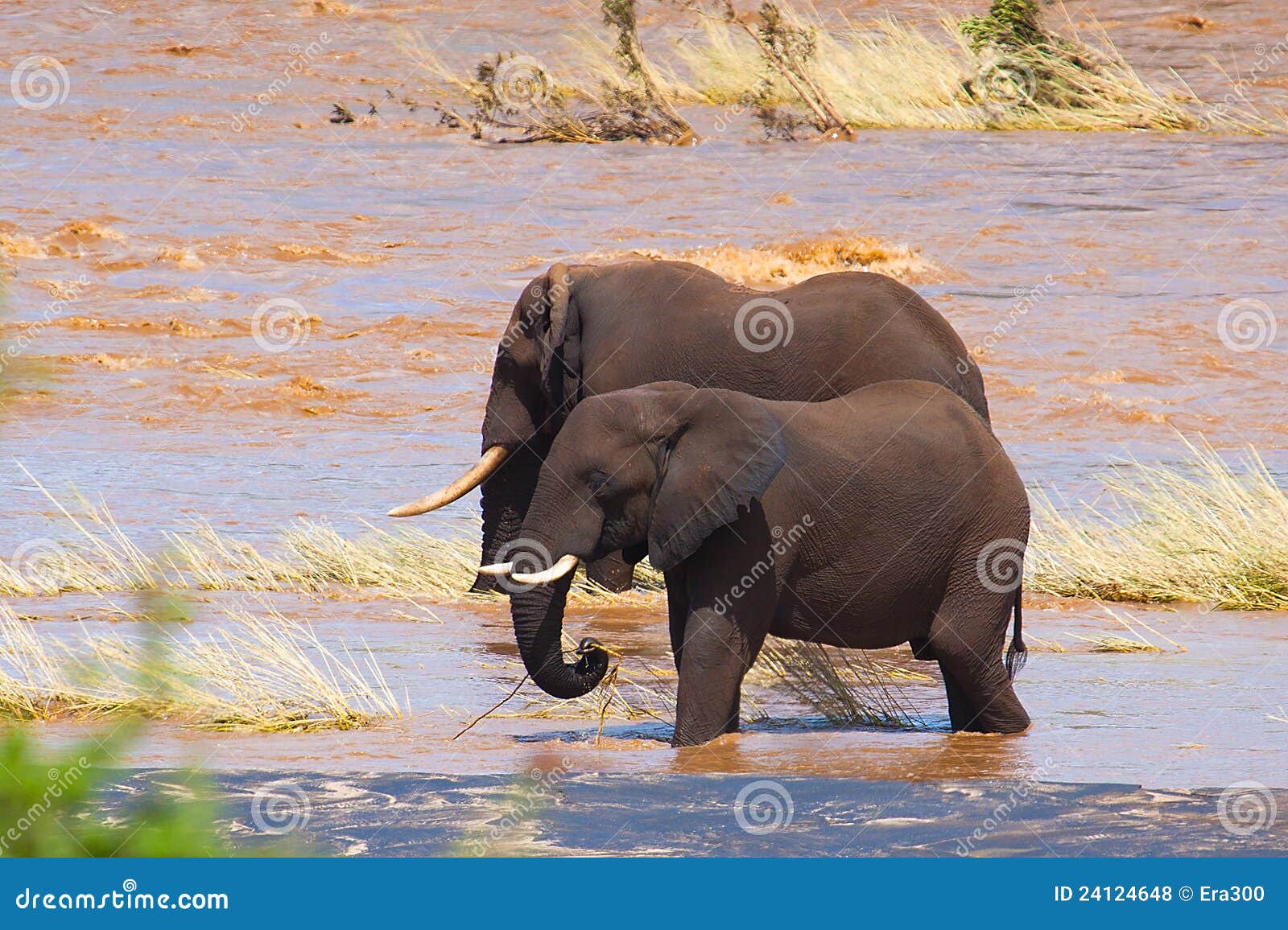 Two elephants stock photo. Image of walk, sunny, herd - 24124648