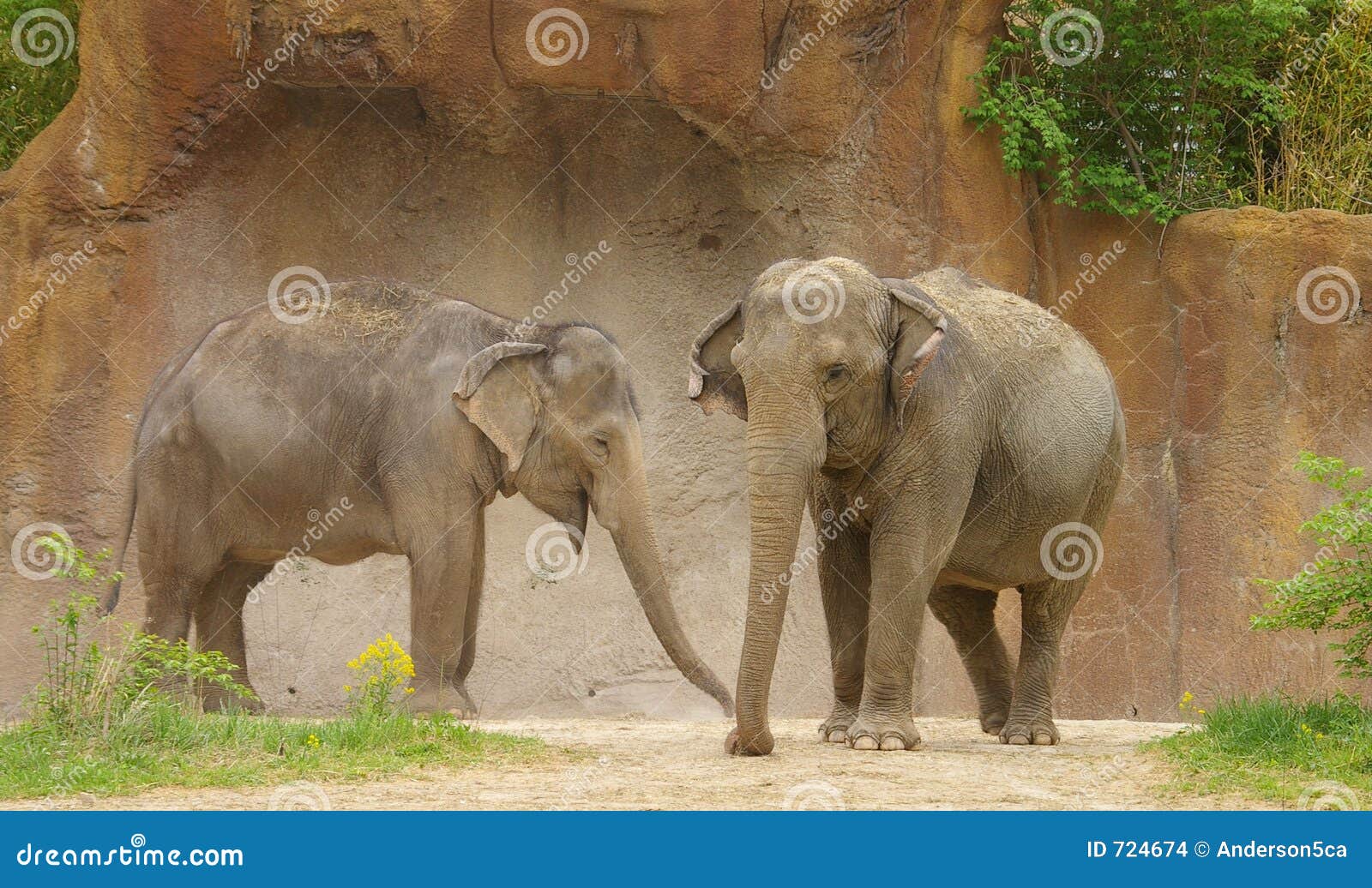 Two Elephants stock photo. Image of animal, friends, elephants - 724674
