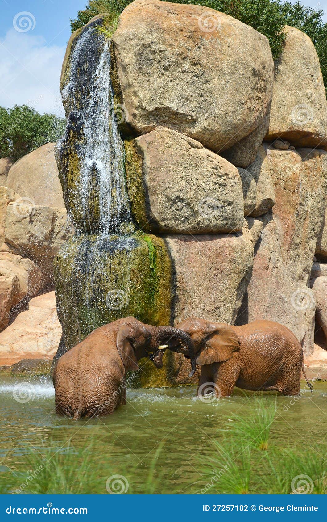 Two Elephants Bonding Under a Waterfall Stock Photo - Image of wild ...