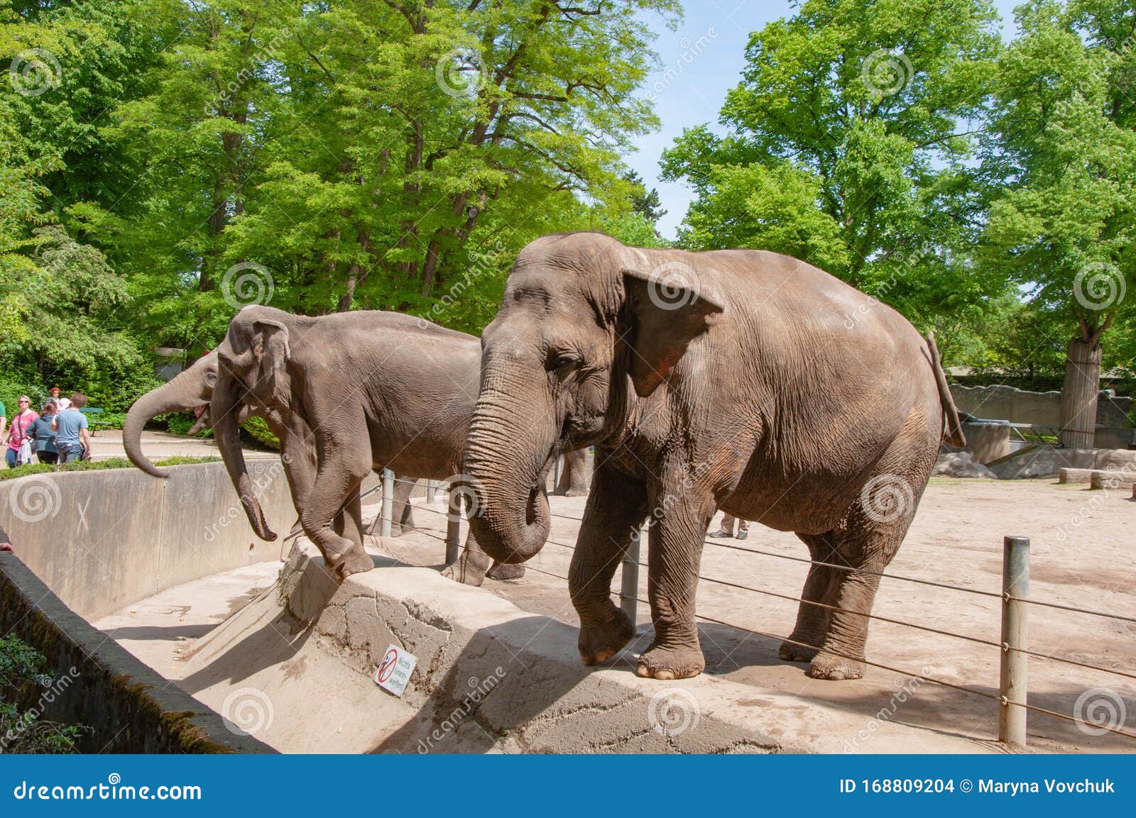 Two Elephants Communicating with People Stock Photo - Image of travel ...