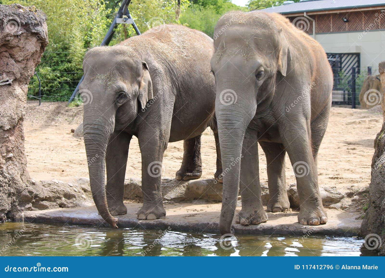 Elephants at the Water Trough. Stock Photo - Image of trough, drinking ...