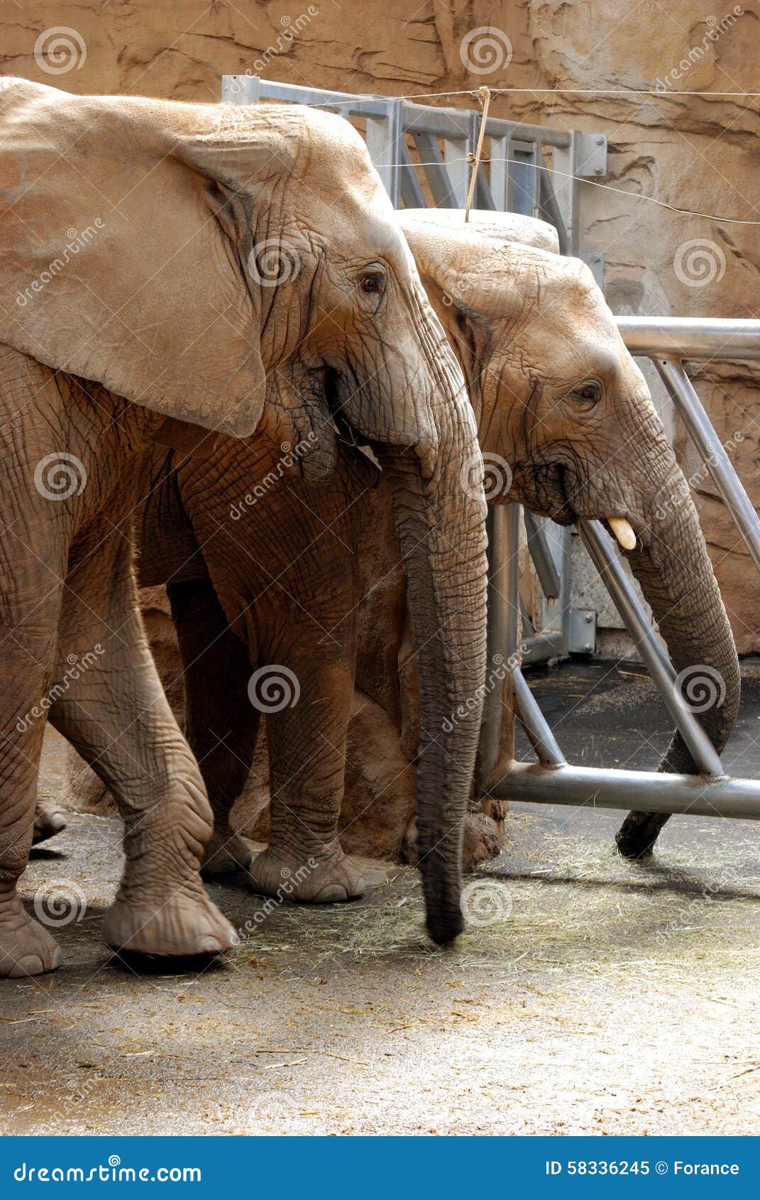 Two Elephants Eating Hay stock image. Image of jungle - 58336245