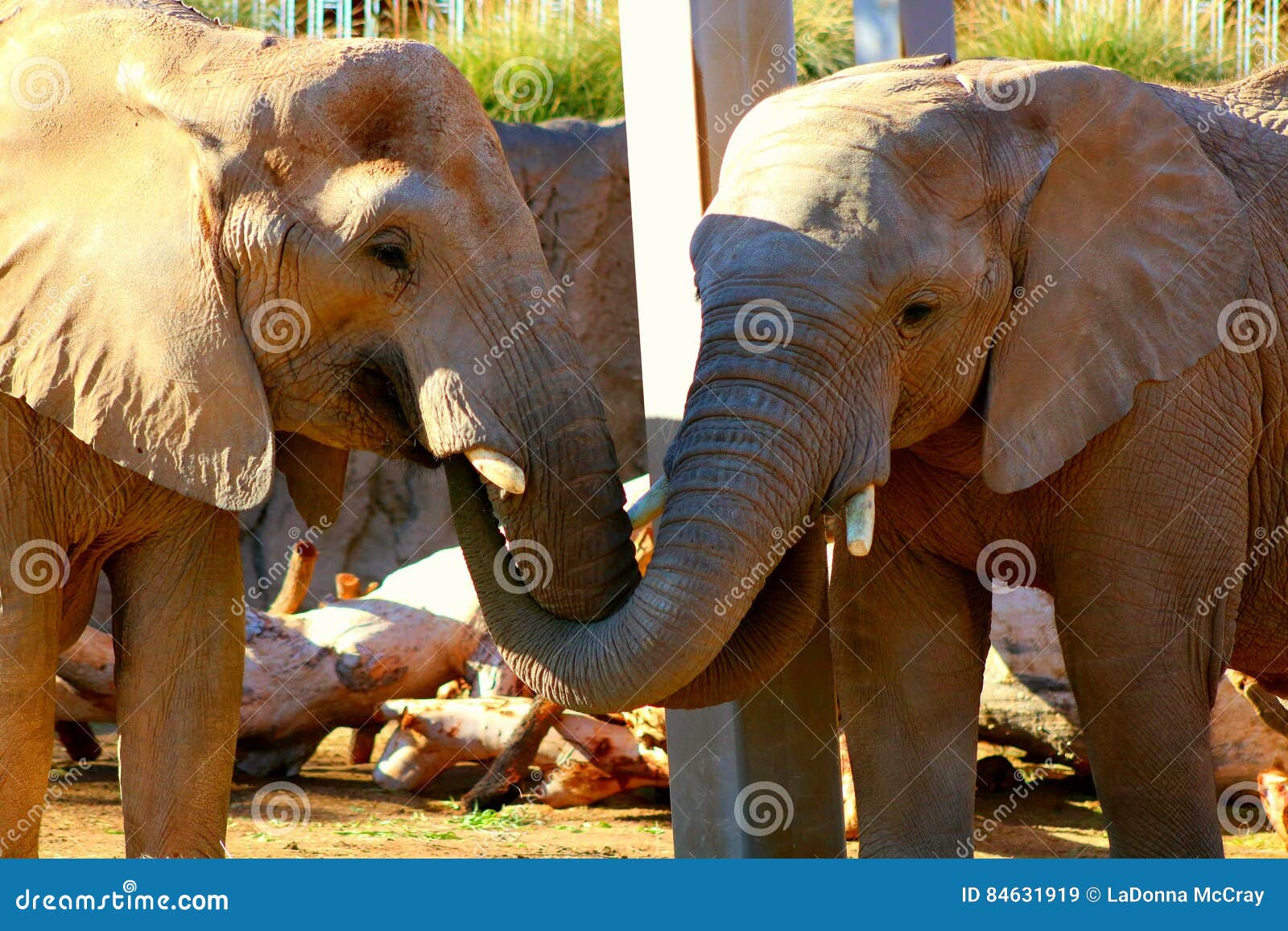 Two elephants stock image. Image of elephants, mammals - 84631919