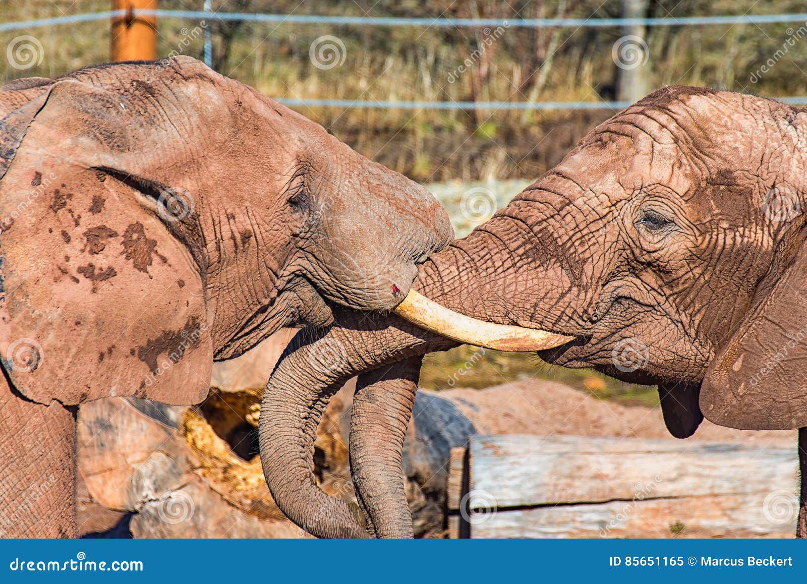 Two elephants fighting stock image. Image of national - 85651165