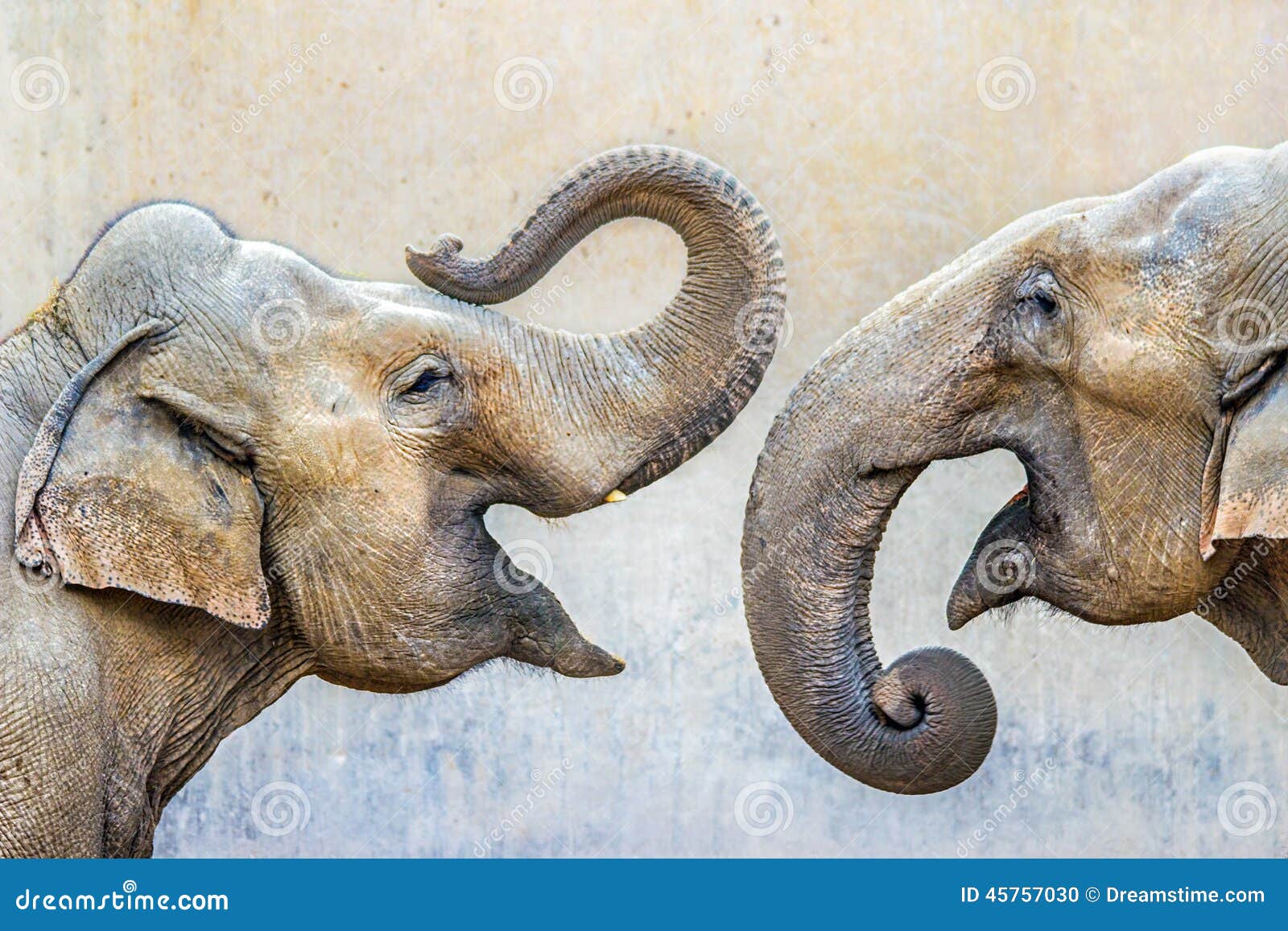 Two elephants stock photo. Image of german, playing, animals - 45757030