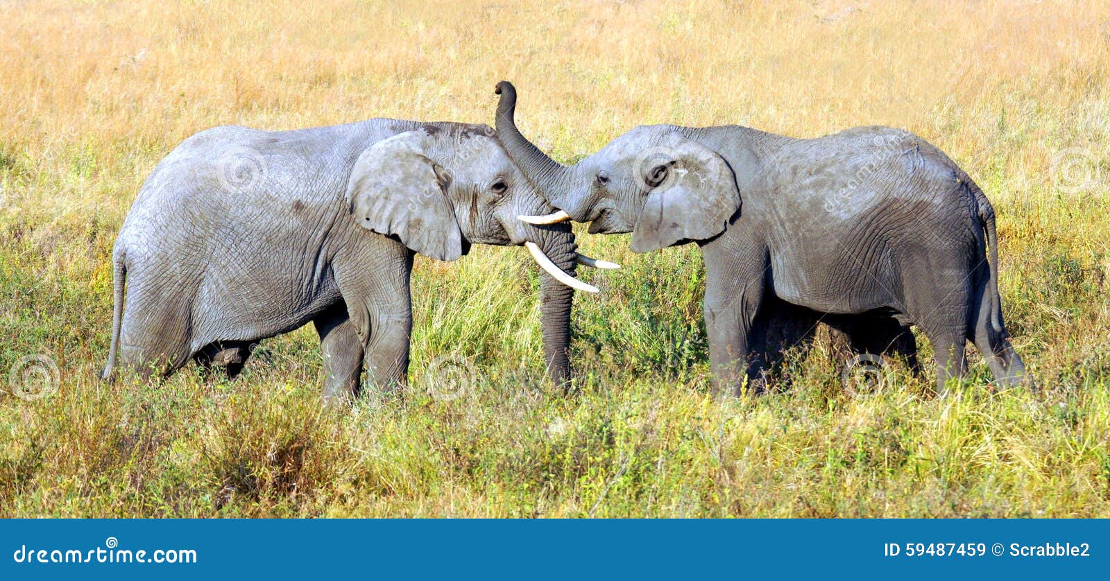 Two Elephants are Greeting Each Other with There Trunk Stock Image ...