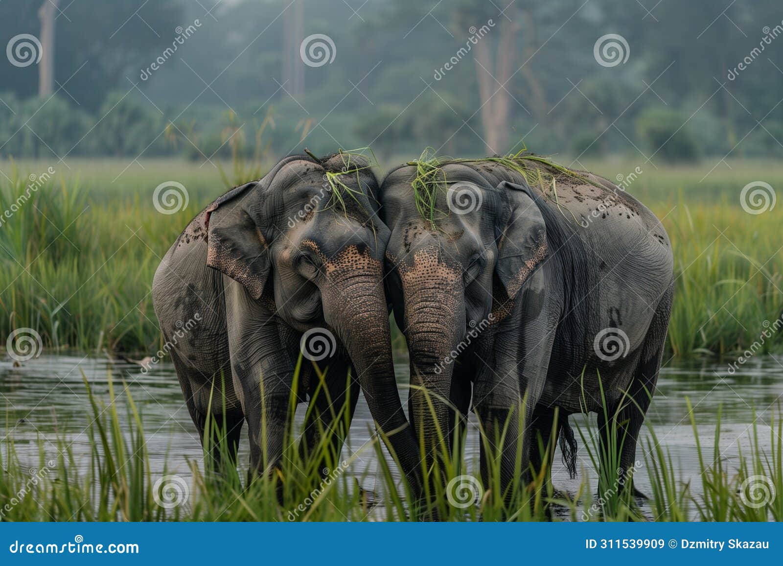 Two Elephants Hugging Trunks in a National Park Stock Image - Image of ...