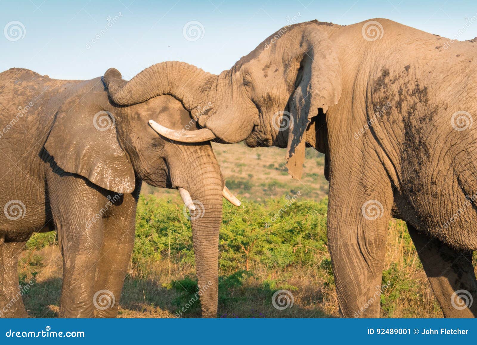 Two Elephants Interacting stock image. Image of nature - 92489001