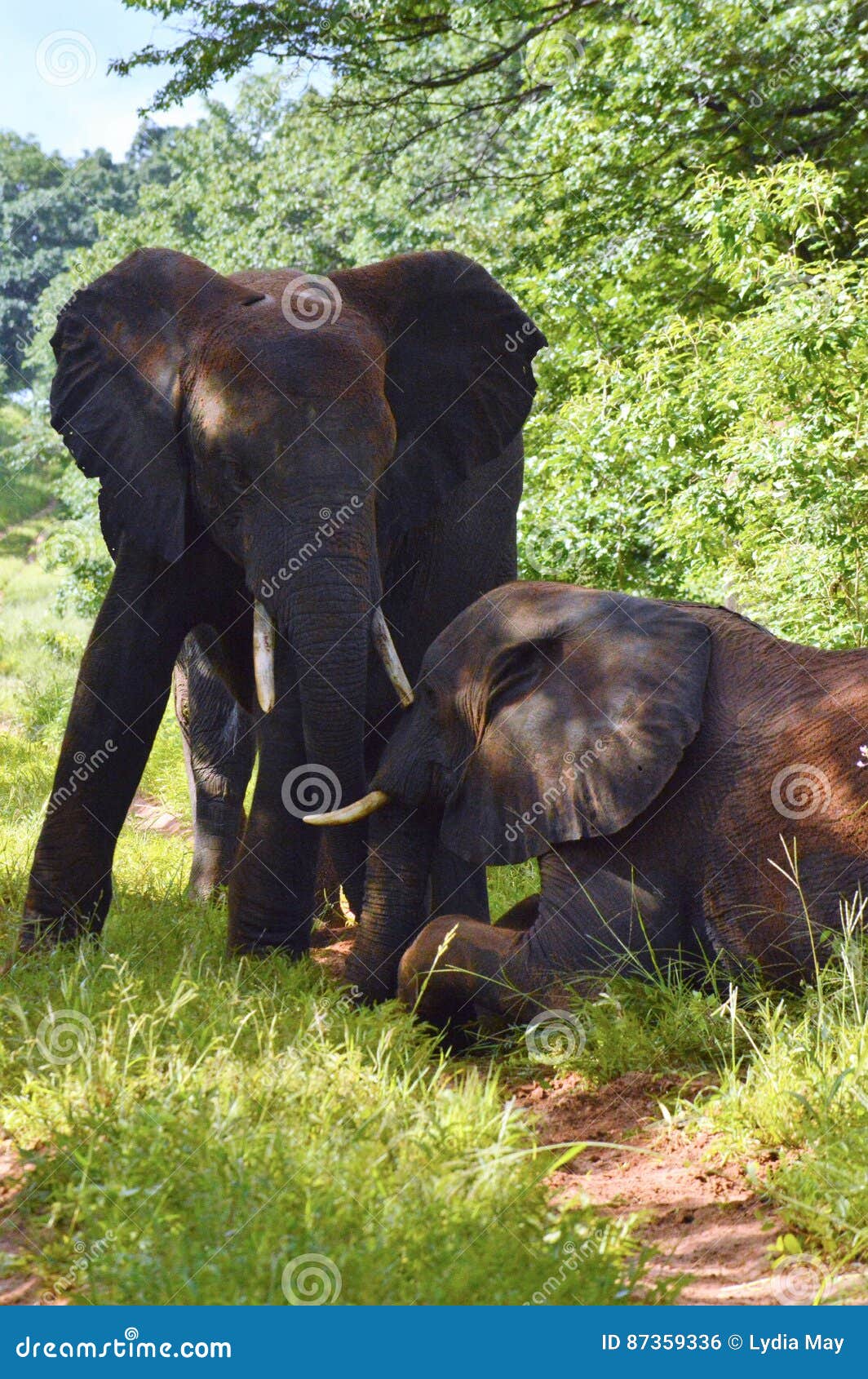 Two Elephants One Standing One Laying Down Stock Photo - Image of head ...